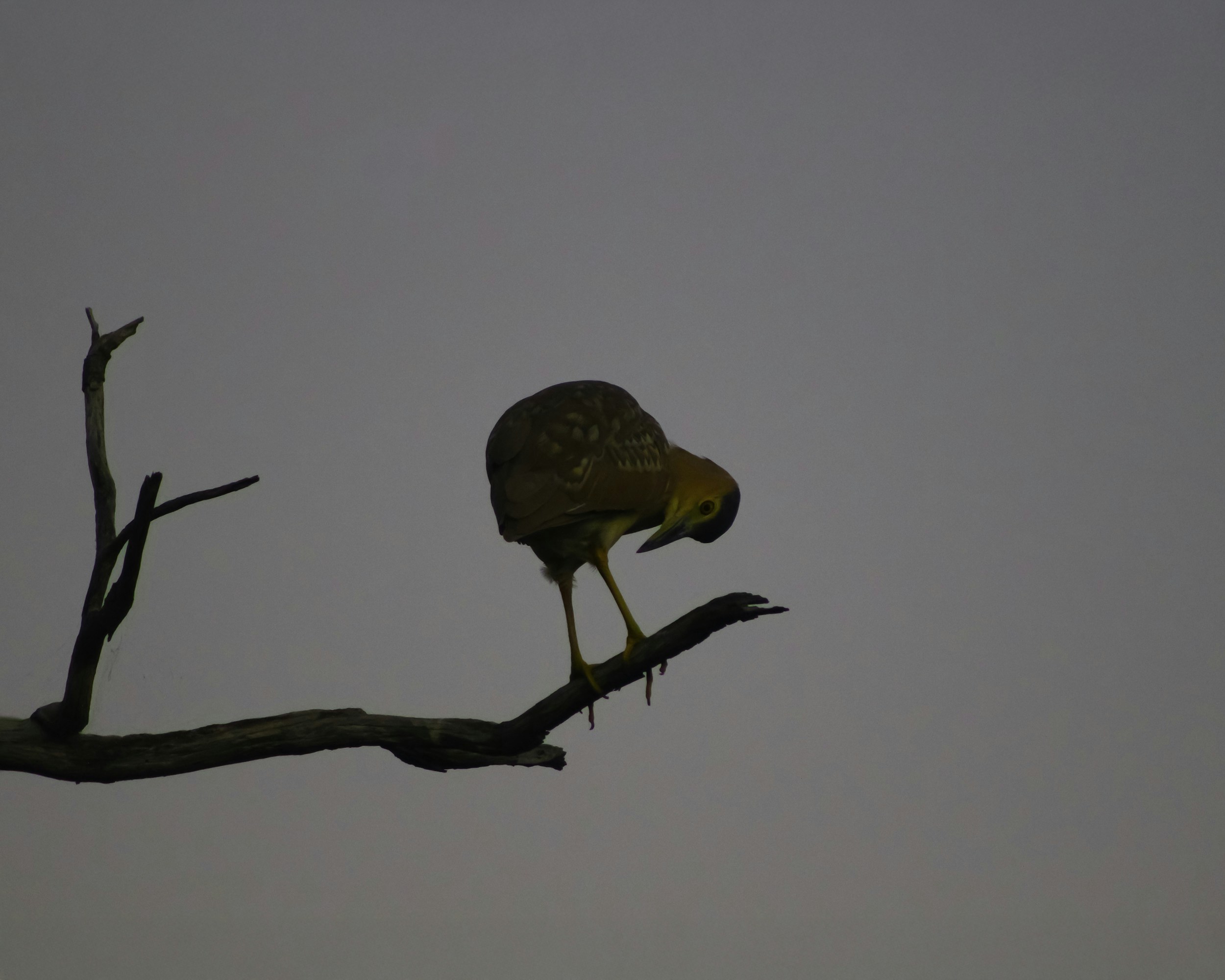 Pensive Heron at Dusk