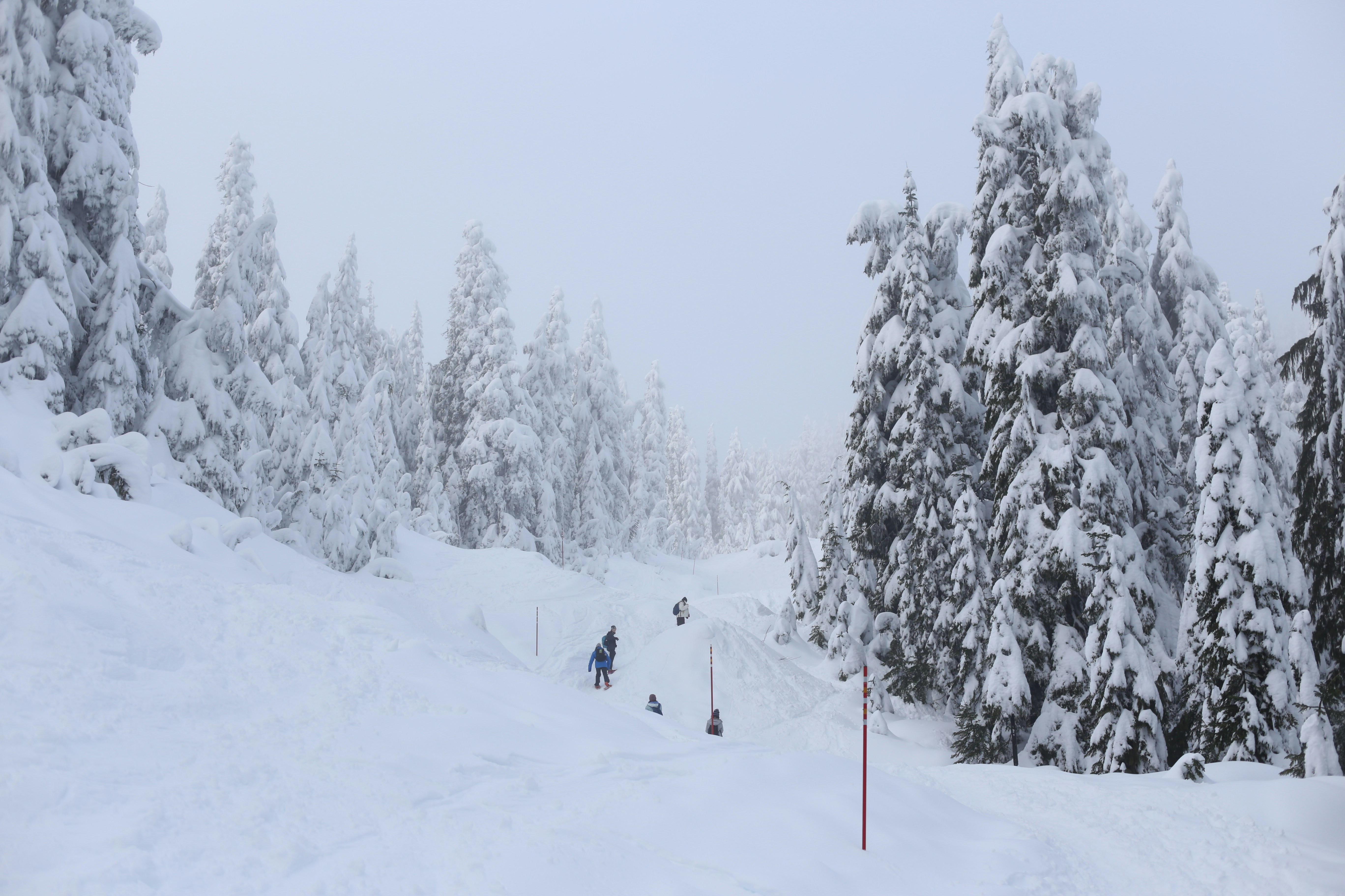 Snow-covered trees tower over a serene landscape with scattered figures enjoying winter activities.