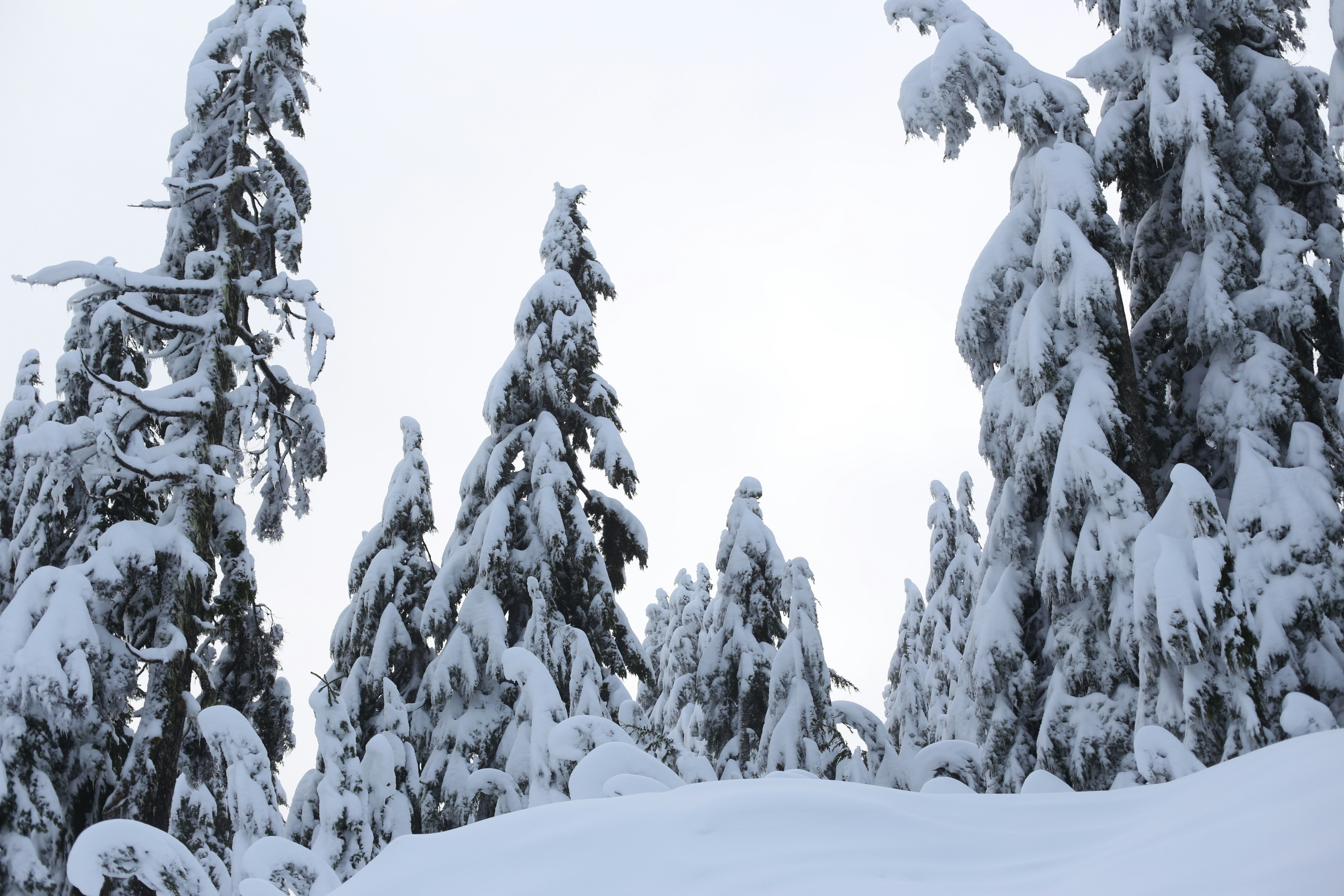 Snow-laden pine trees rise against a muted sky, their branches elegantly draped in white.