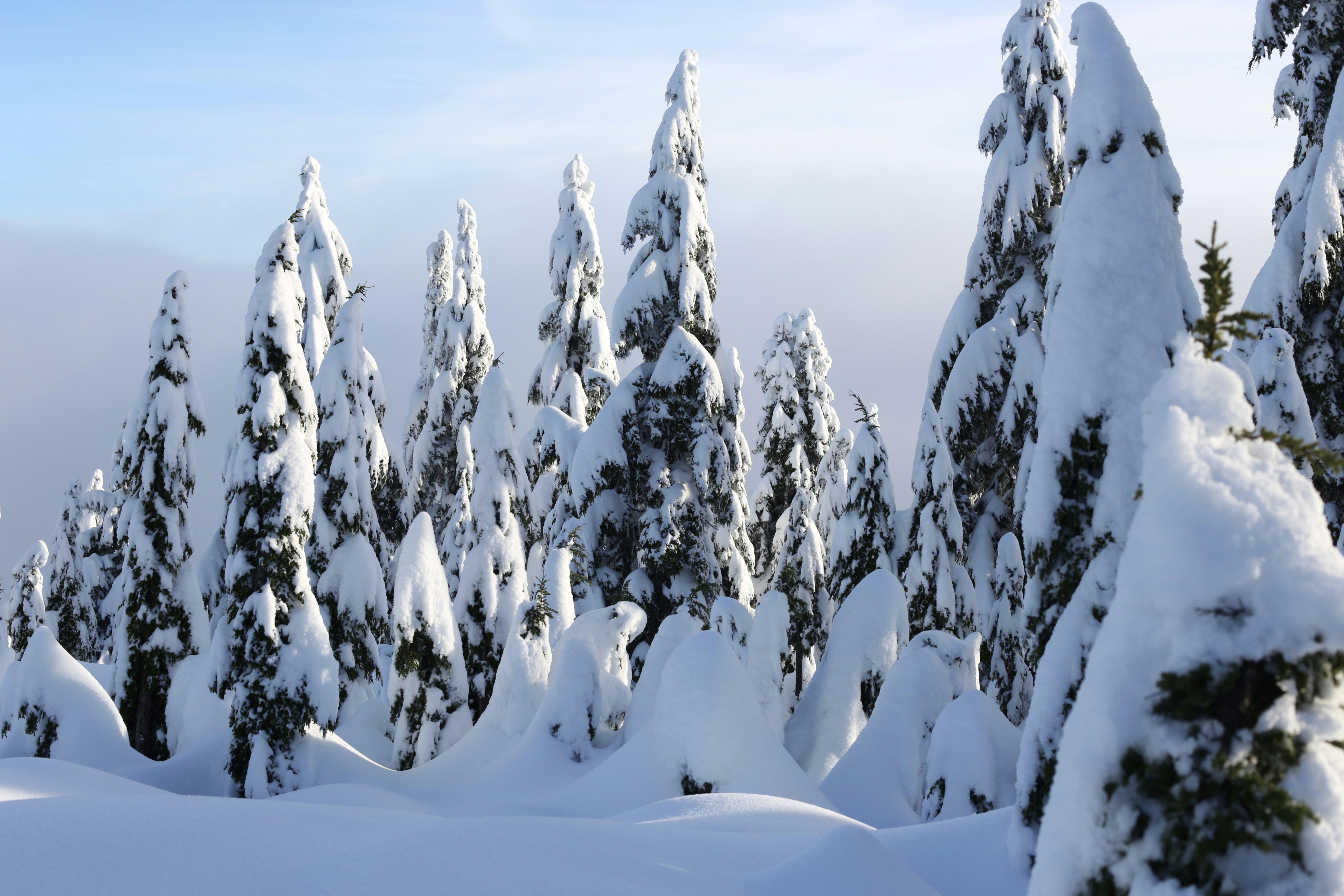 Snow-laden pine trees stand tall under a pale winter sky, their branches cloaked in thick white layers.