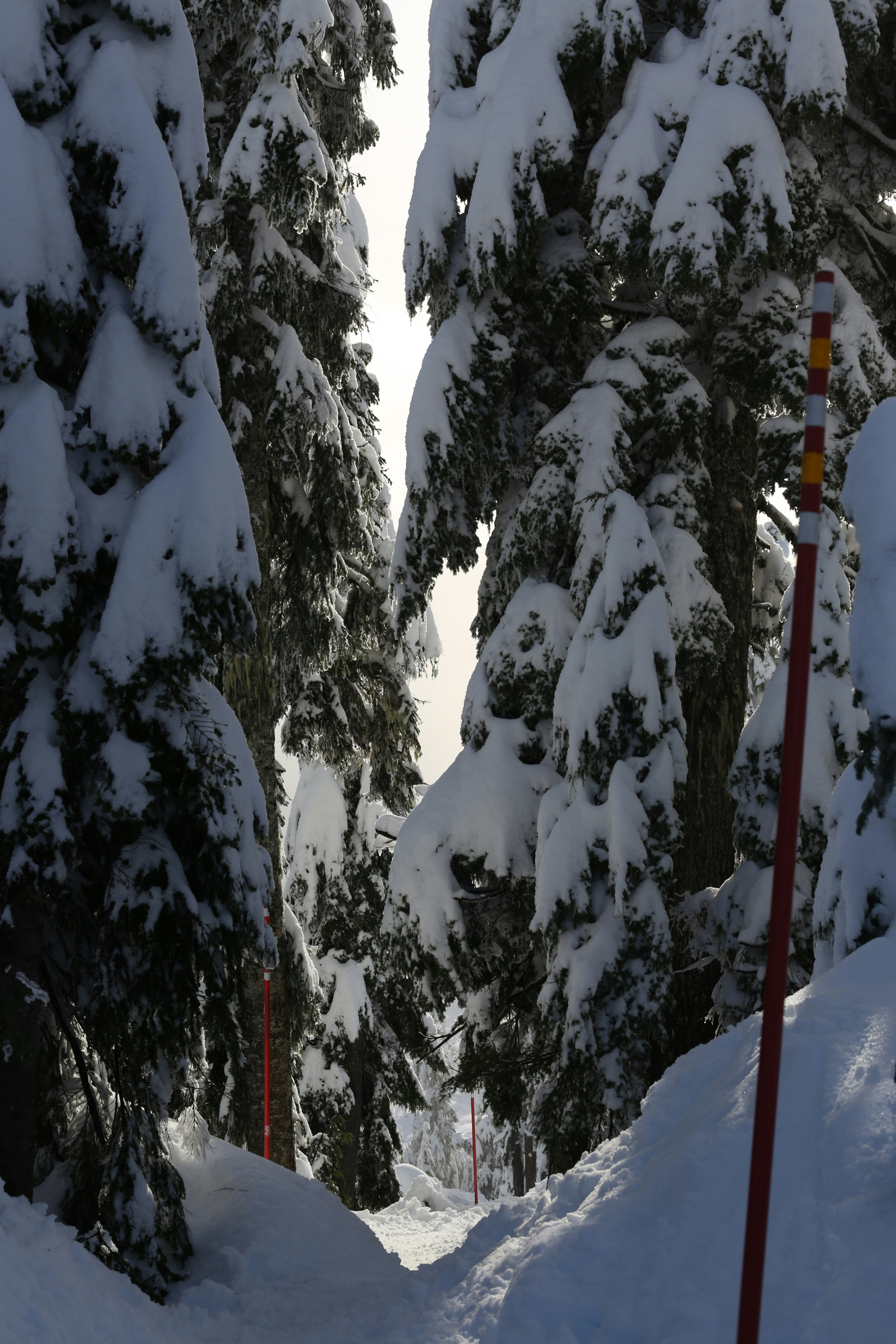 11 Close Calls With Avalanche Zones - Animals Around The Globe