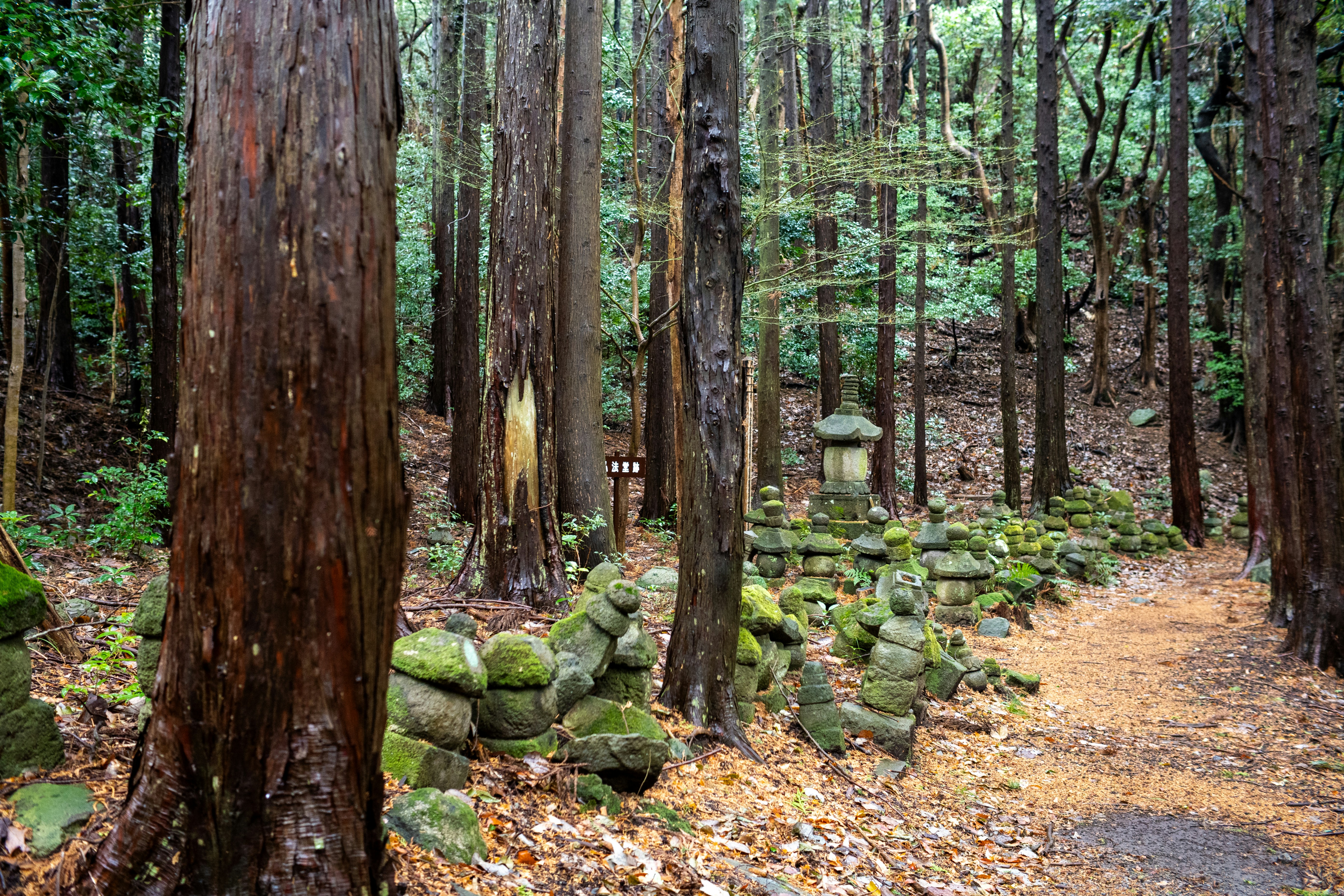 A path in the middle of a forest with lots of trees