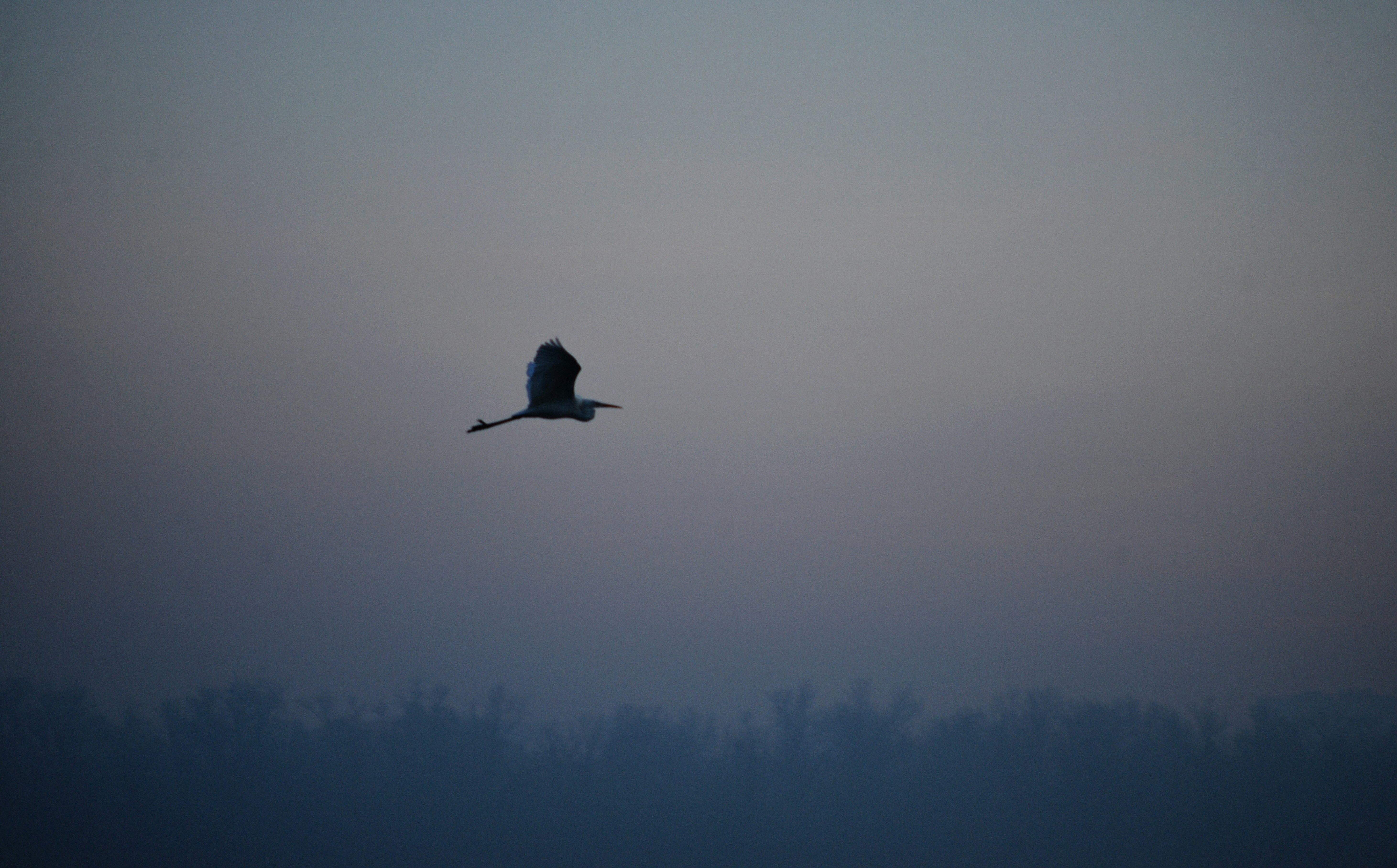 A large bird flying through a foggy sky