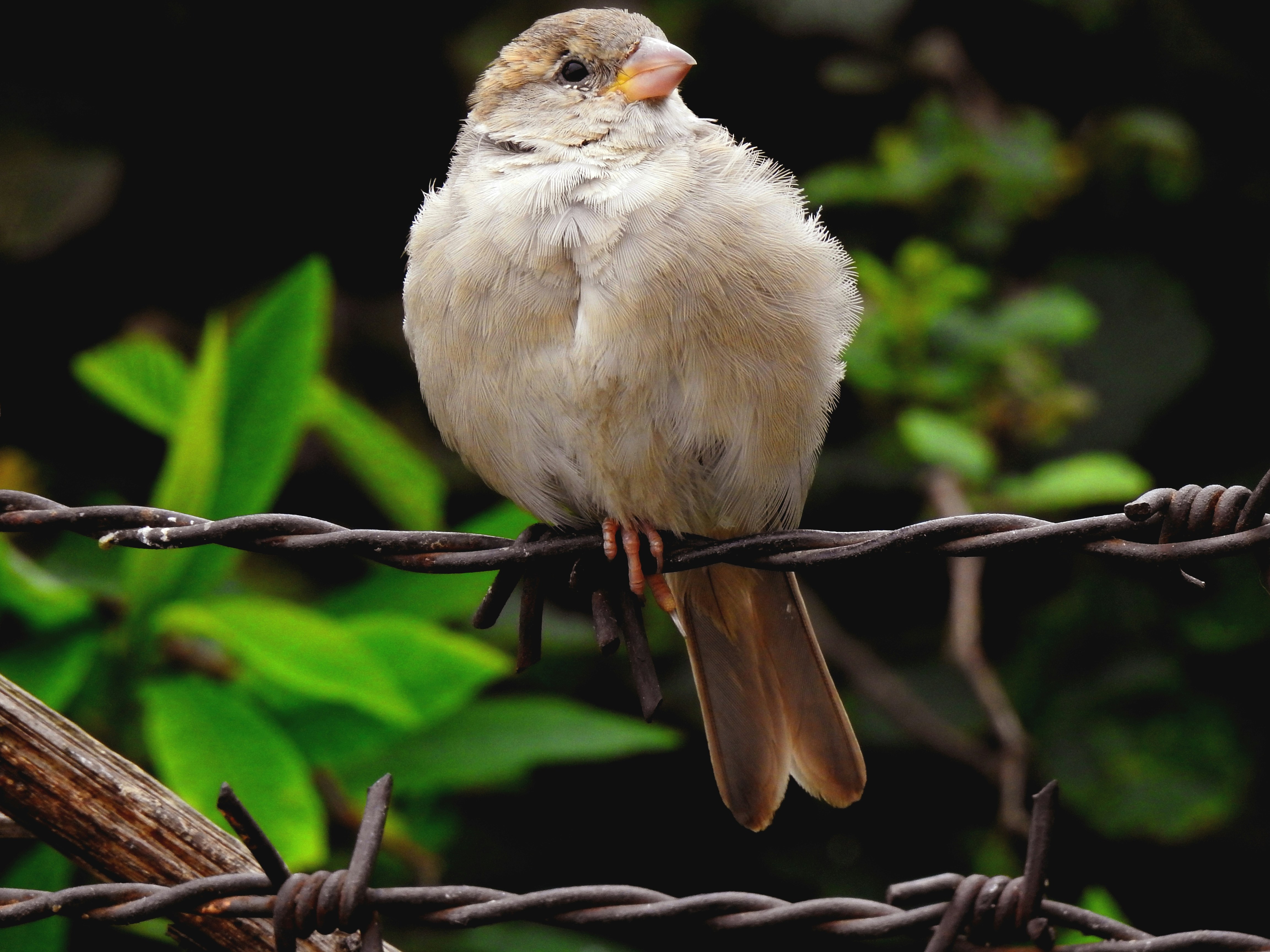 Diurnal Behavior: A Key to Unlocking Bird Ecology