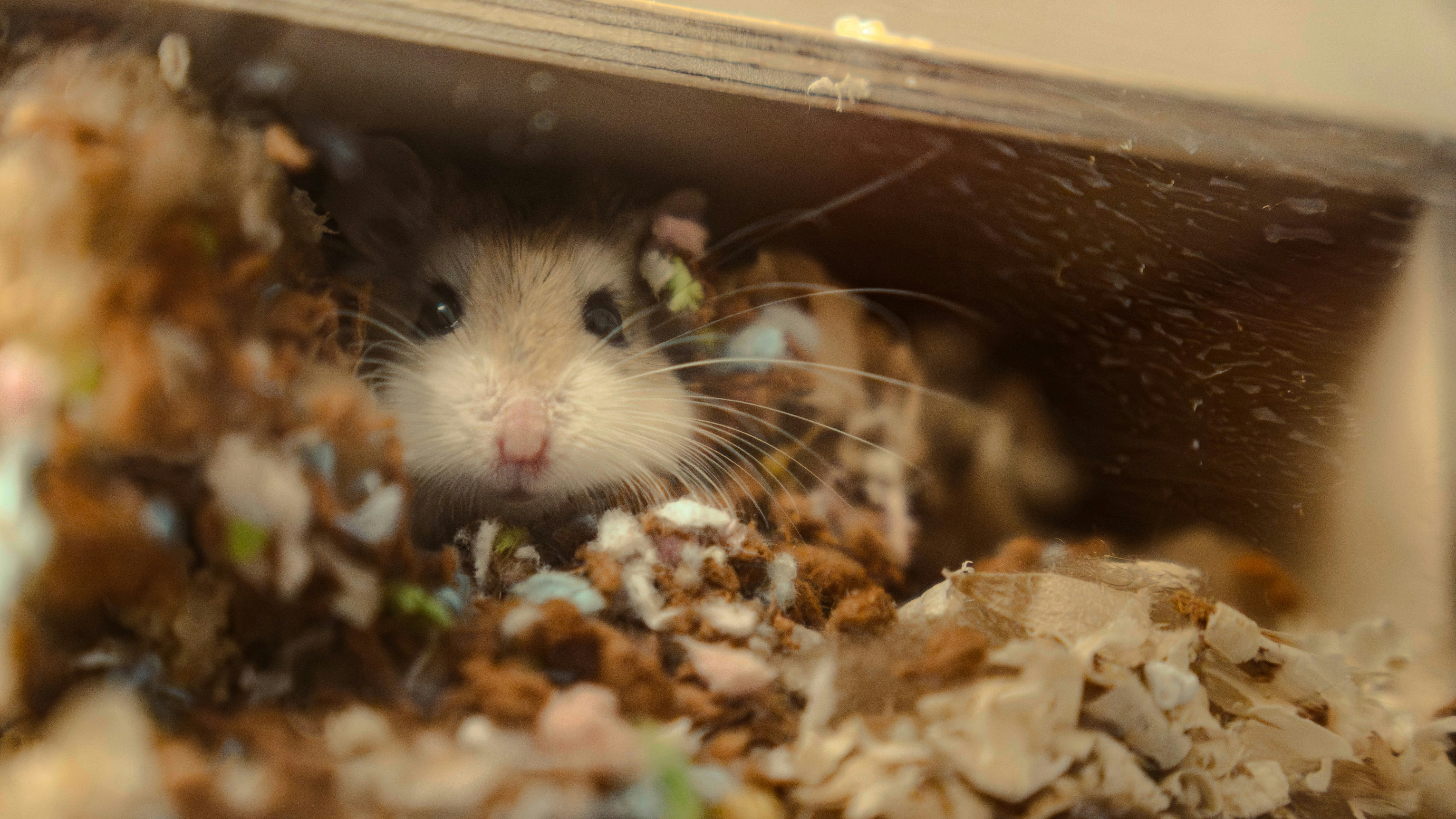 A mouse is peeking out of a hole in a pile of dirt photo – Free Animal ...