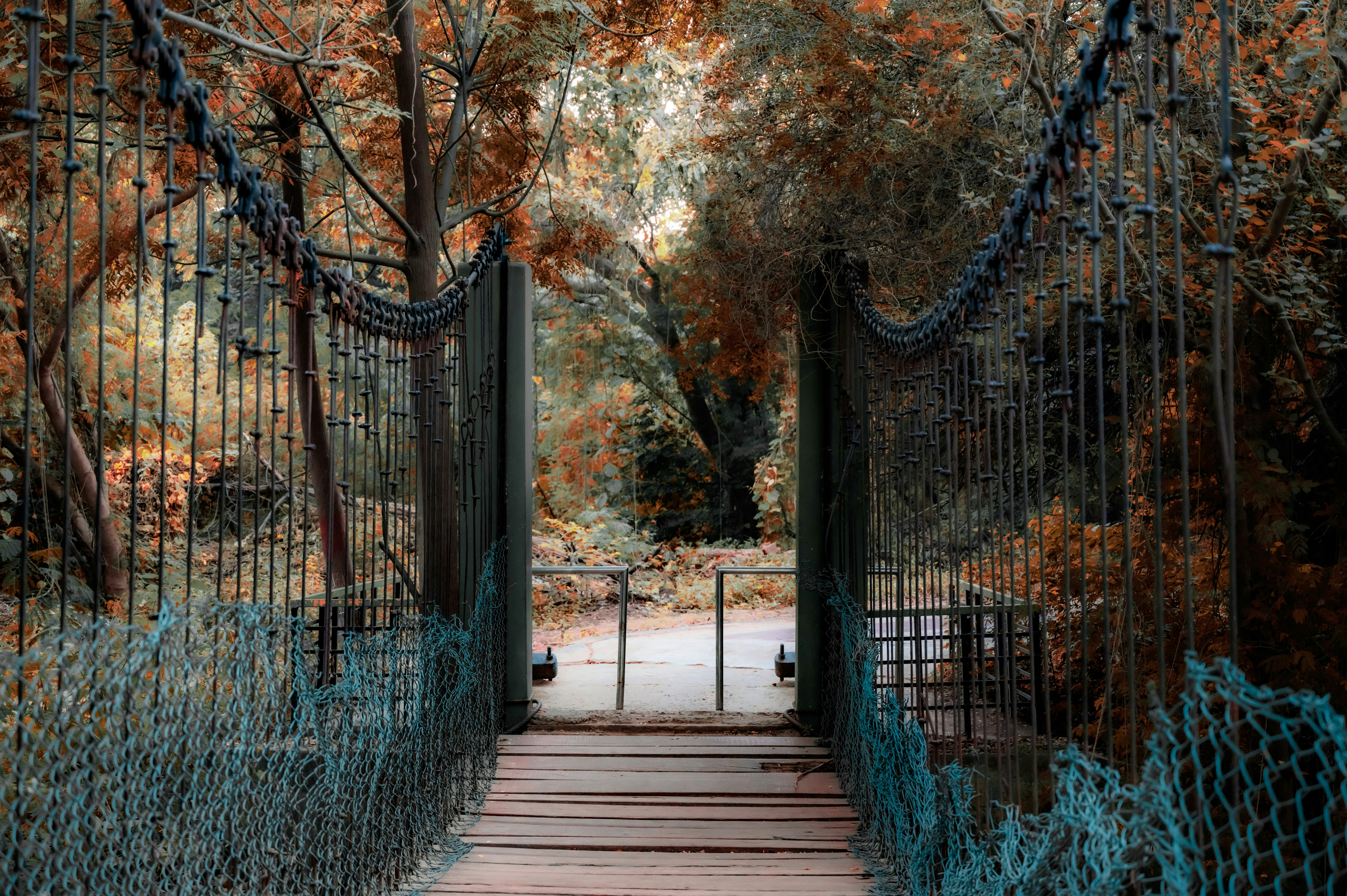 Bridging Fall: A Narrow Path Through Copper Foliage and Blue Netting