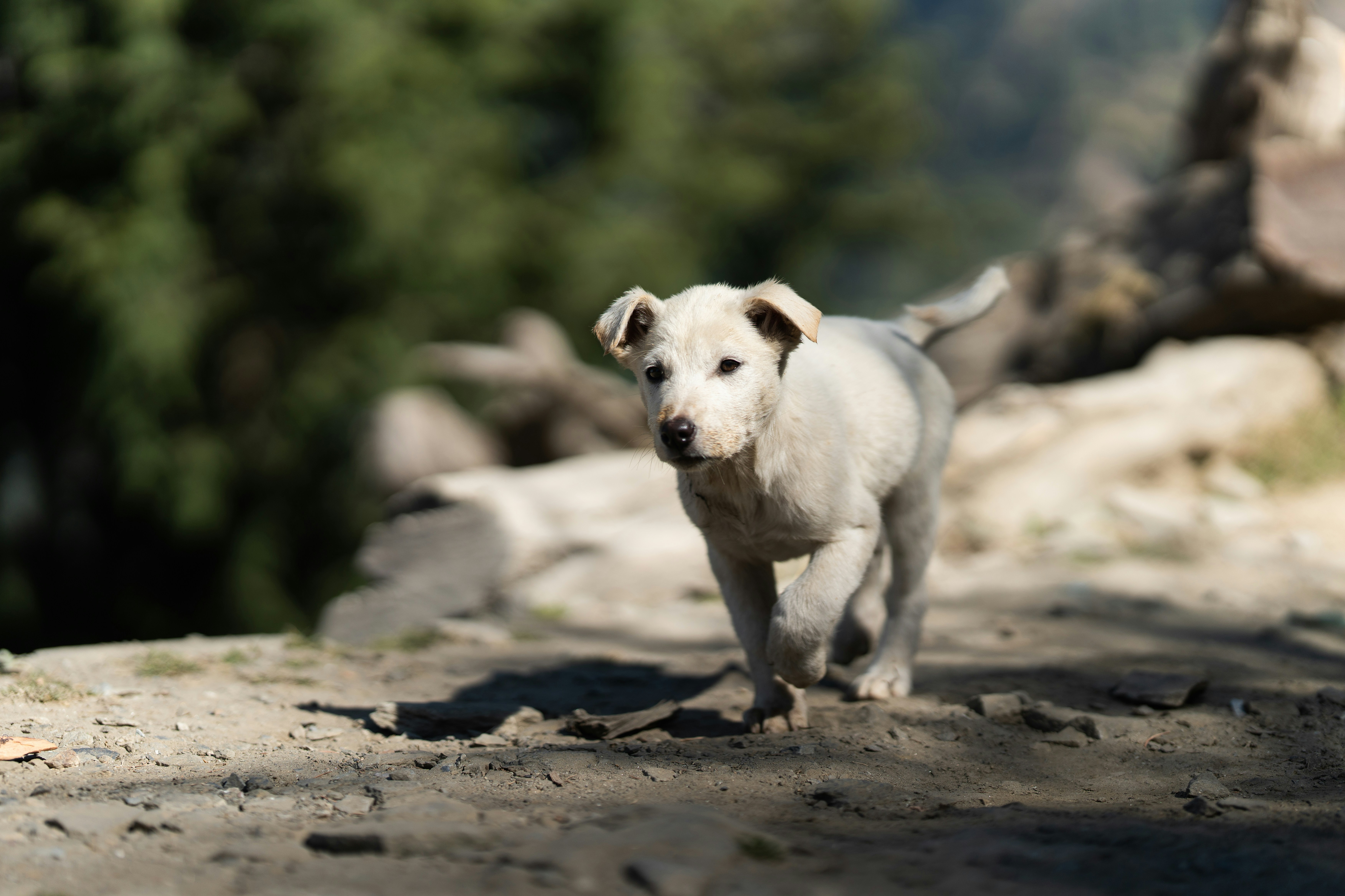 White terrier sprinting toward the camera across a sunlit dirt trail