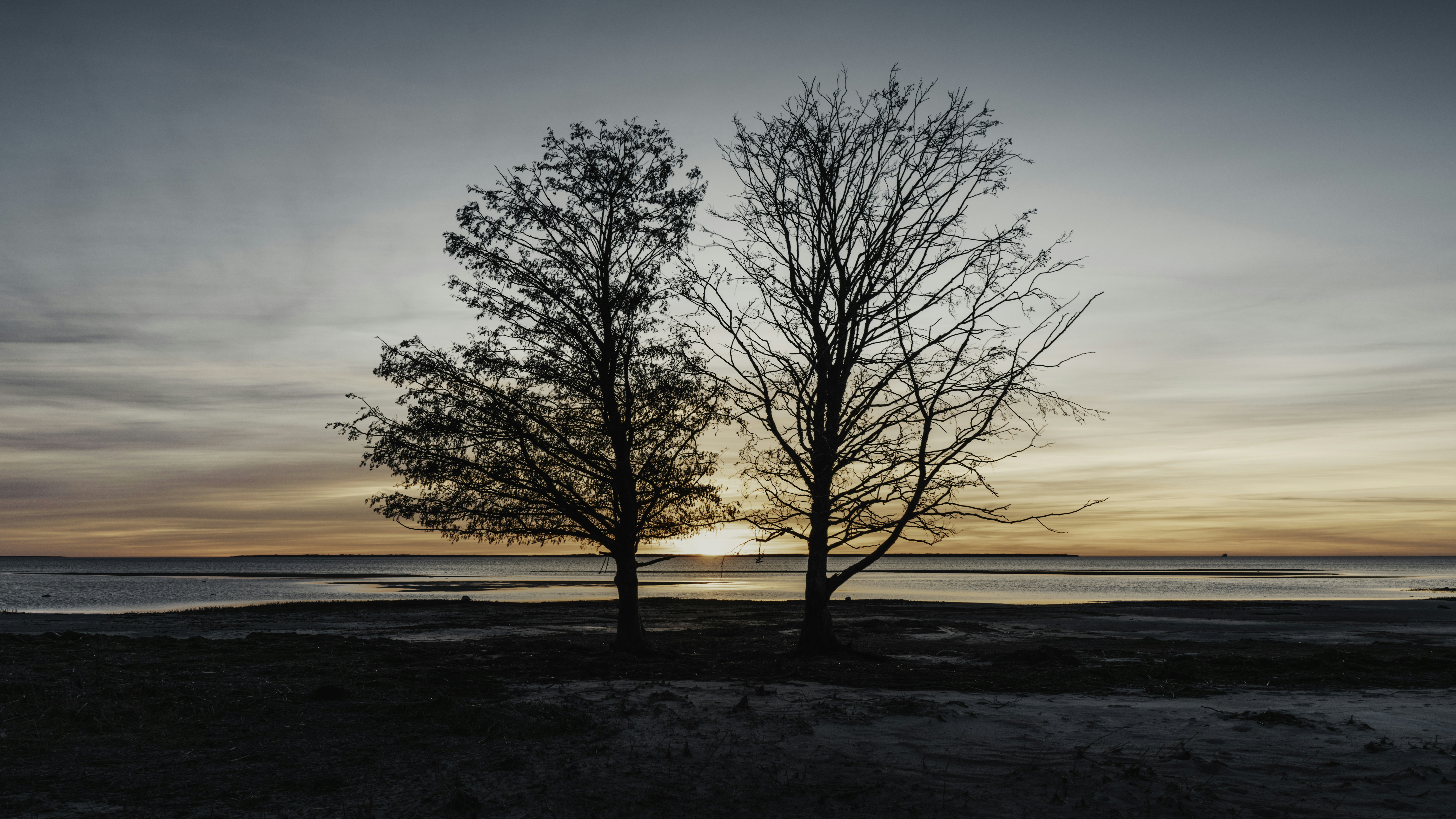 A lone tree is silhouetted against the setting sun photo – Free Estonia ...
