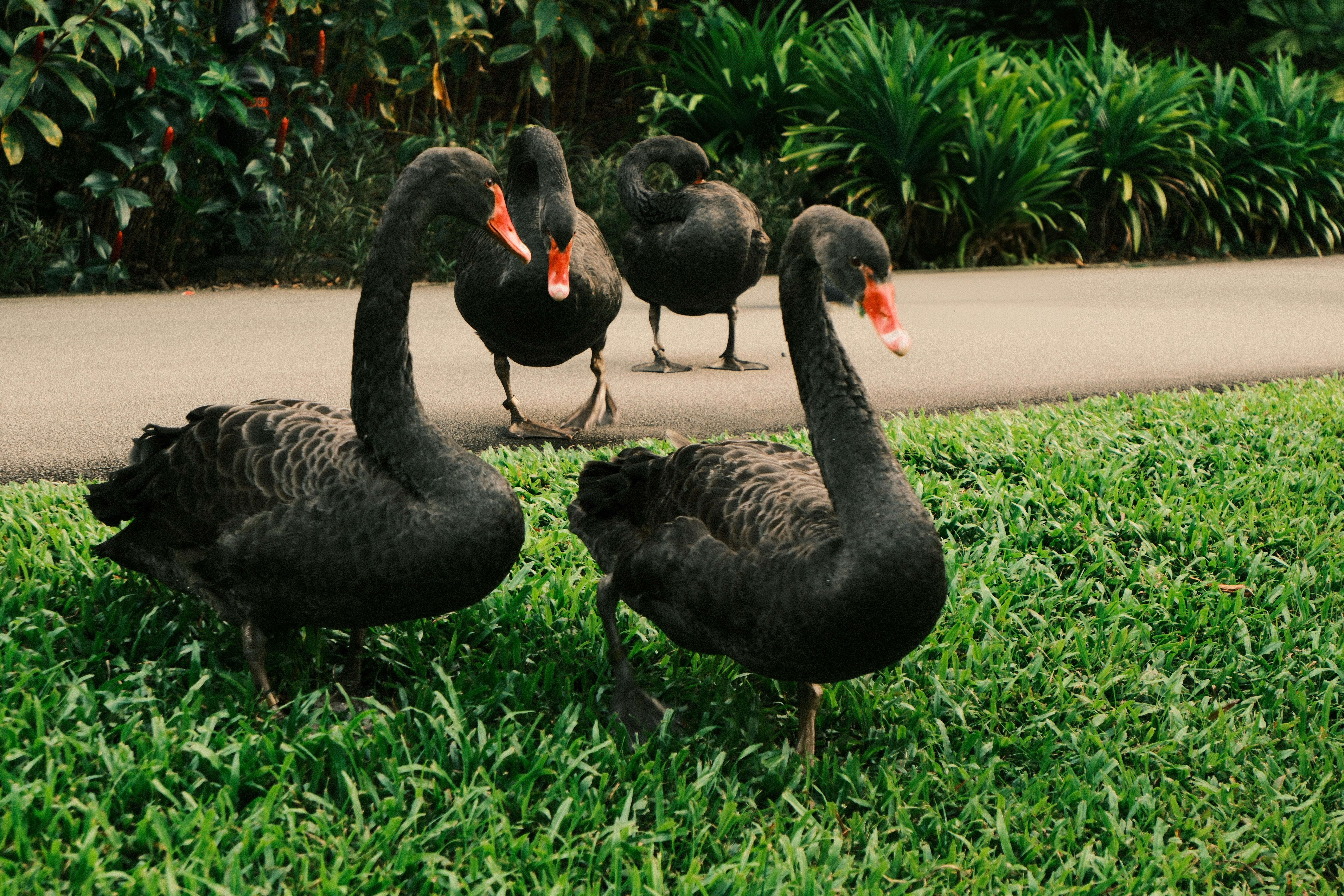Quiet Parade of Ebony Swans Across a Sunlit Park Lawn