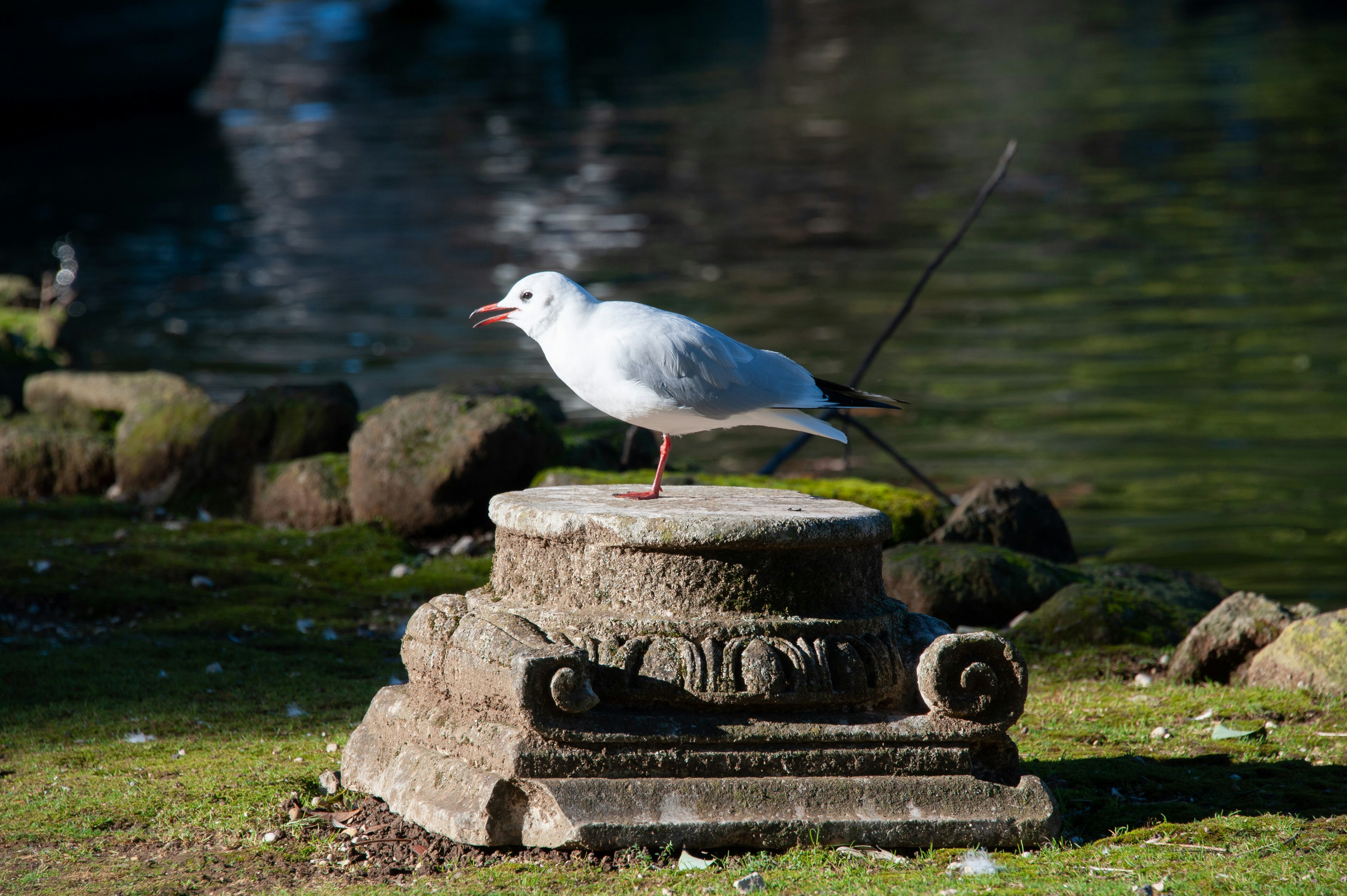 Seagull Sentinel on a Mossy Pedestal by the Quiet Pond