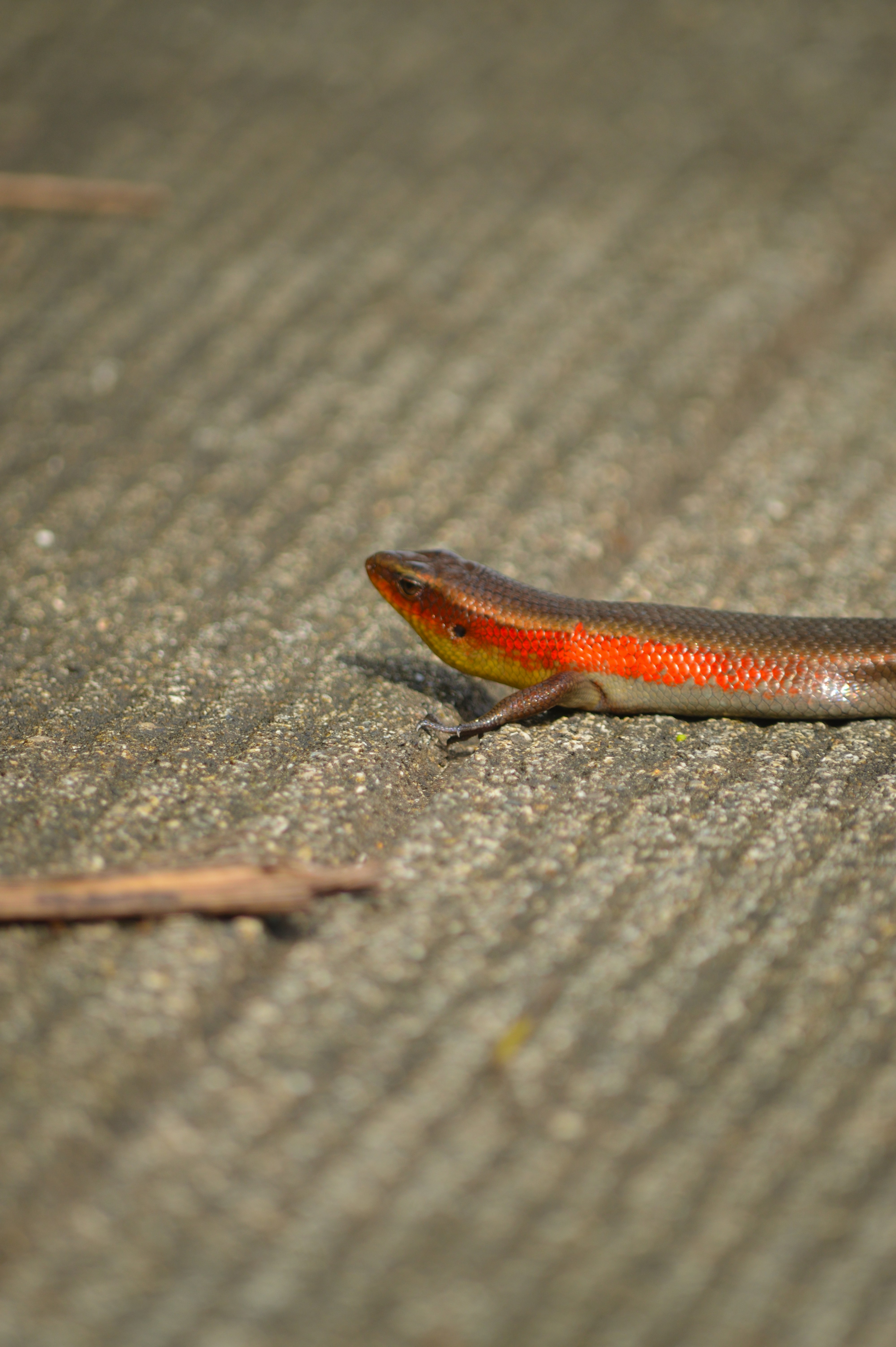 A red and orange lizard laying on the ground photo – Free Rail corridor ...