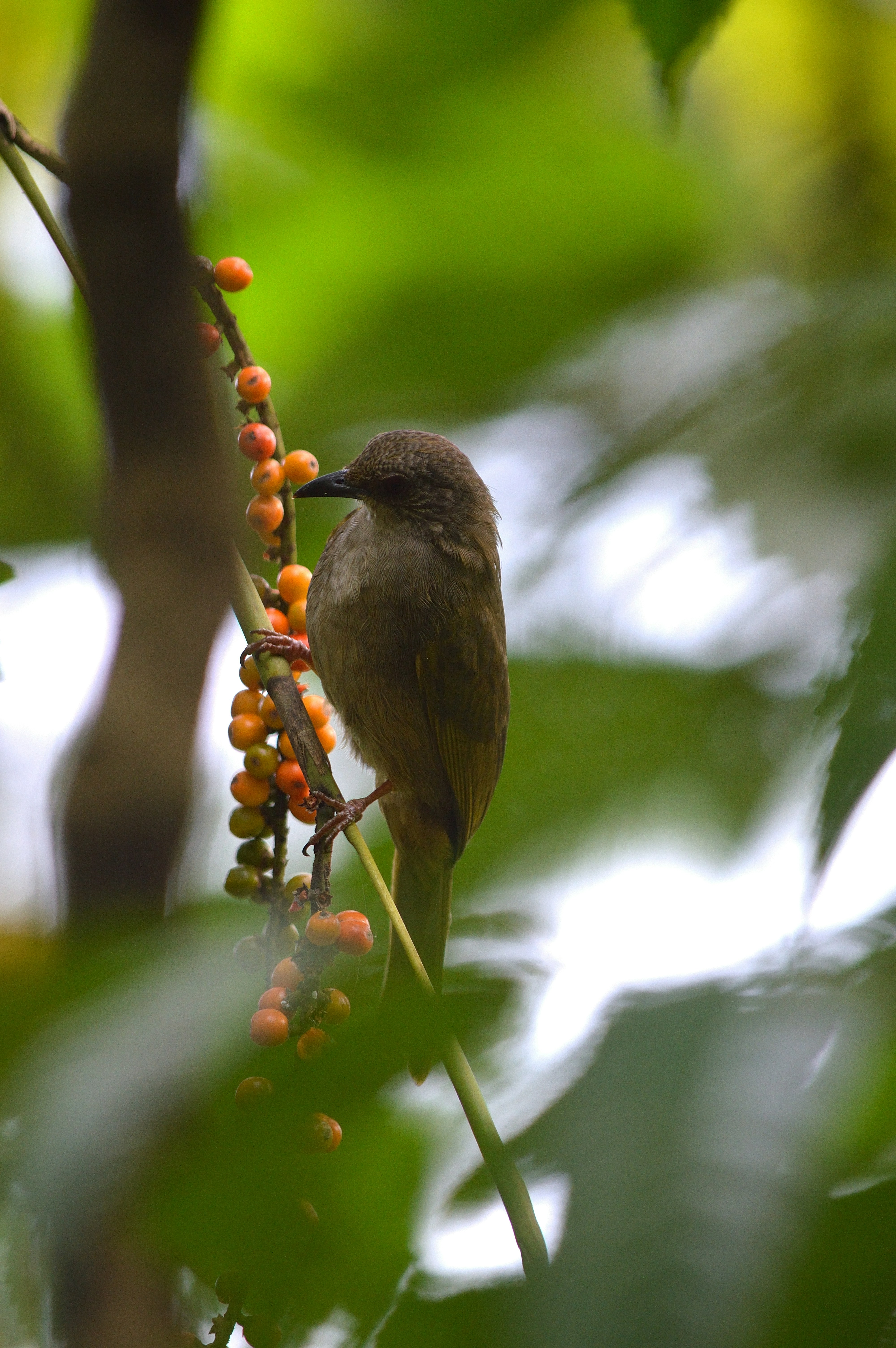 Coral Berries and a Quiet Perch: A Tiny Bird in a Green Canopy