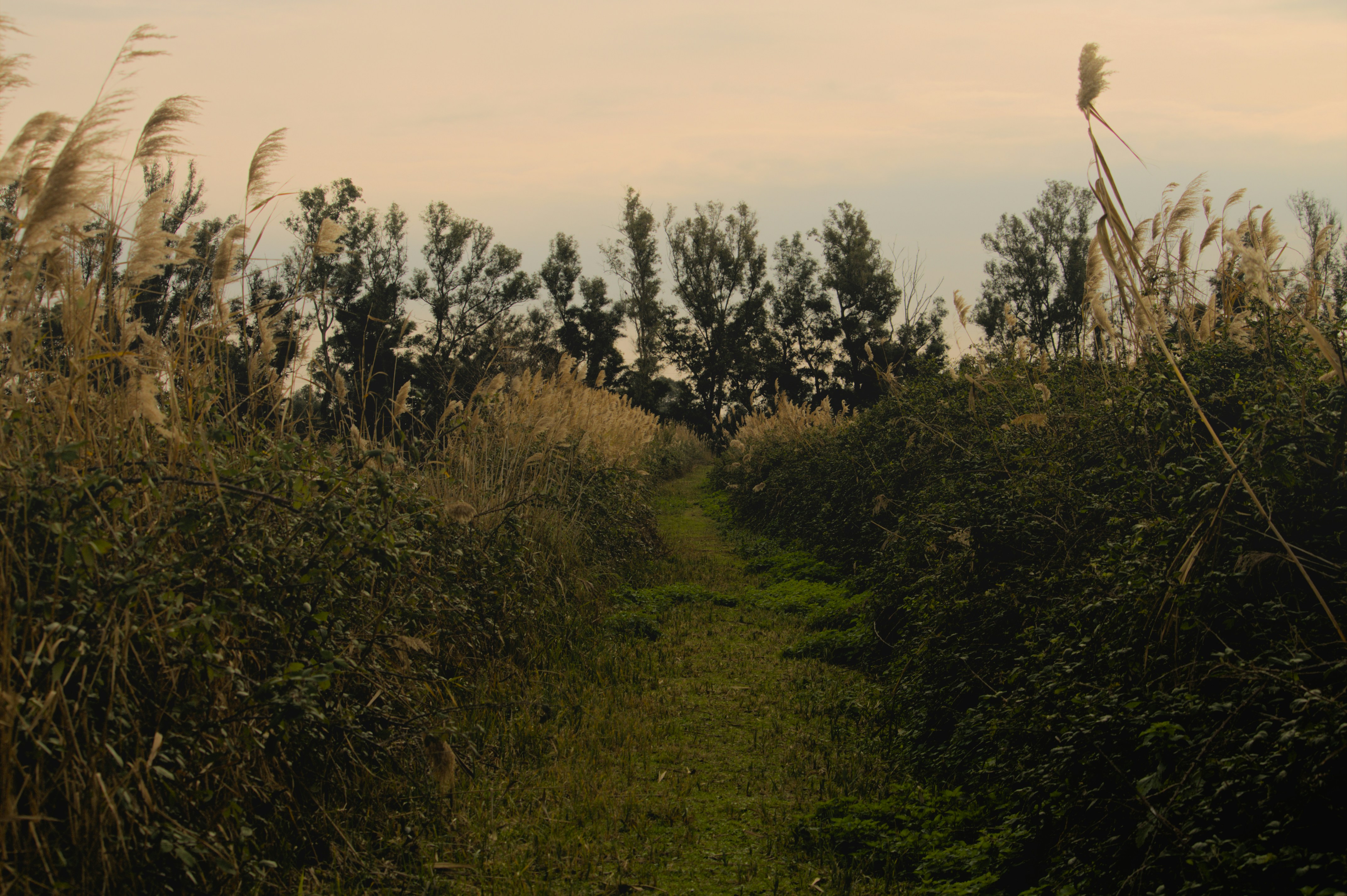 Whispering Grasses at Twilight