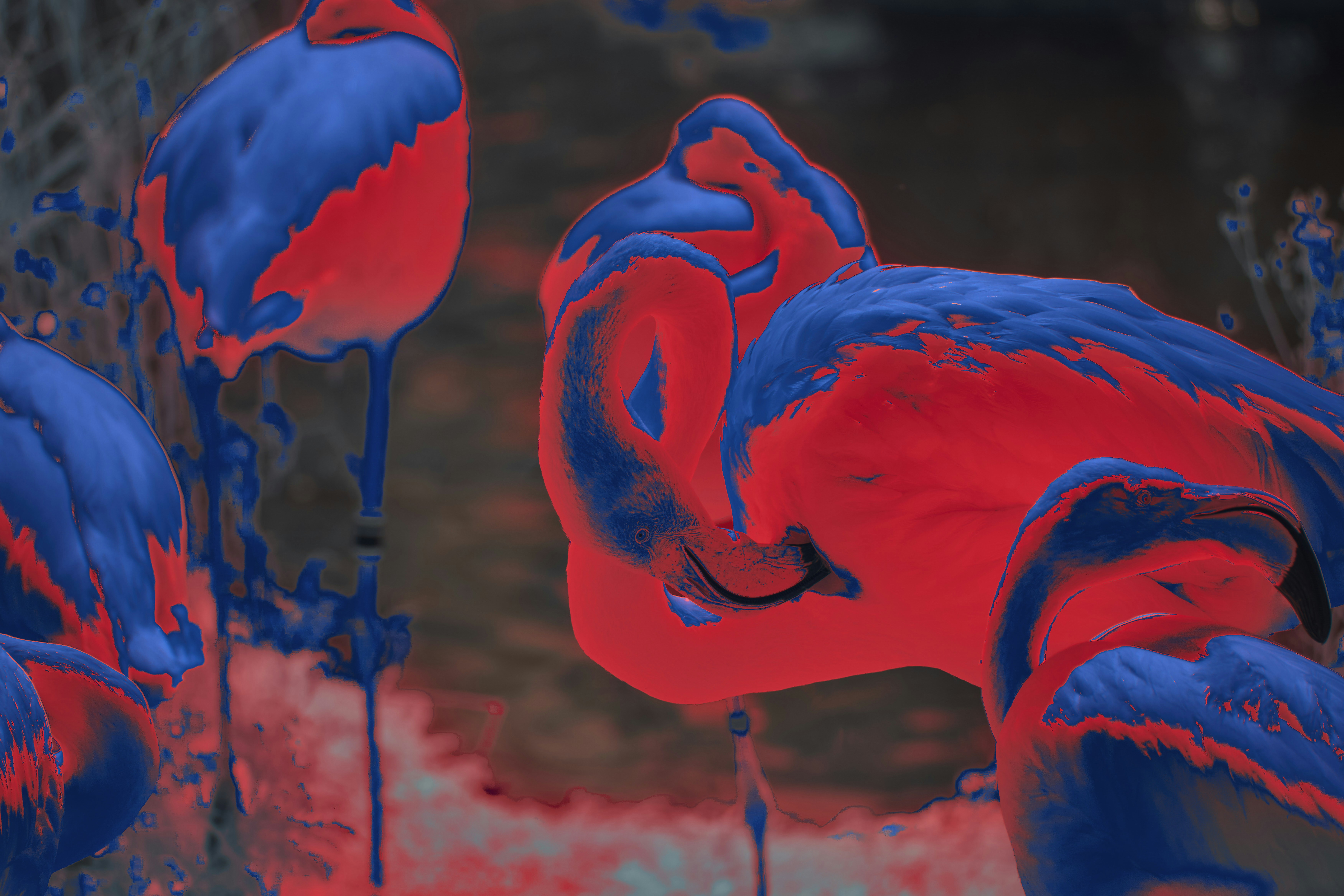 Neon Flamingos: A Surreal Pop of Color at the Lake Edge