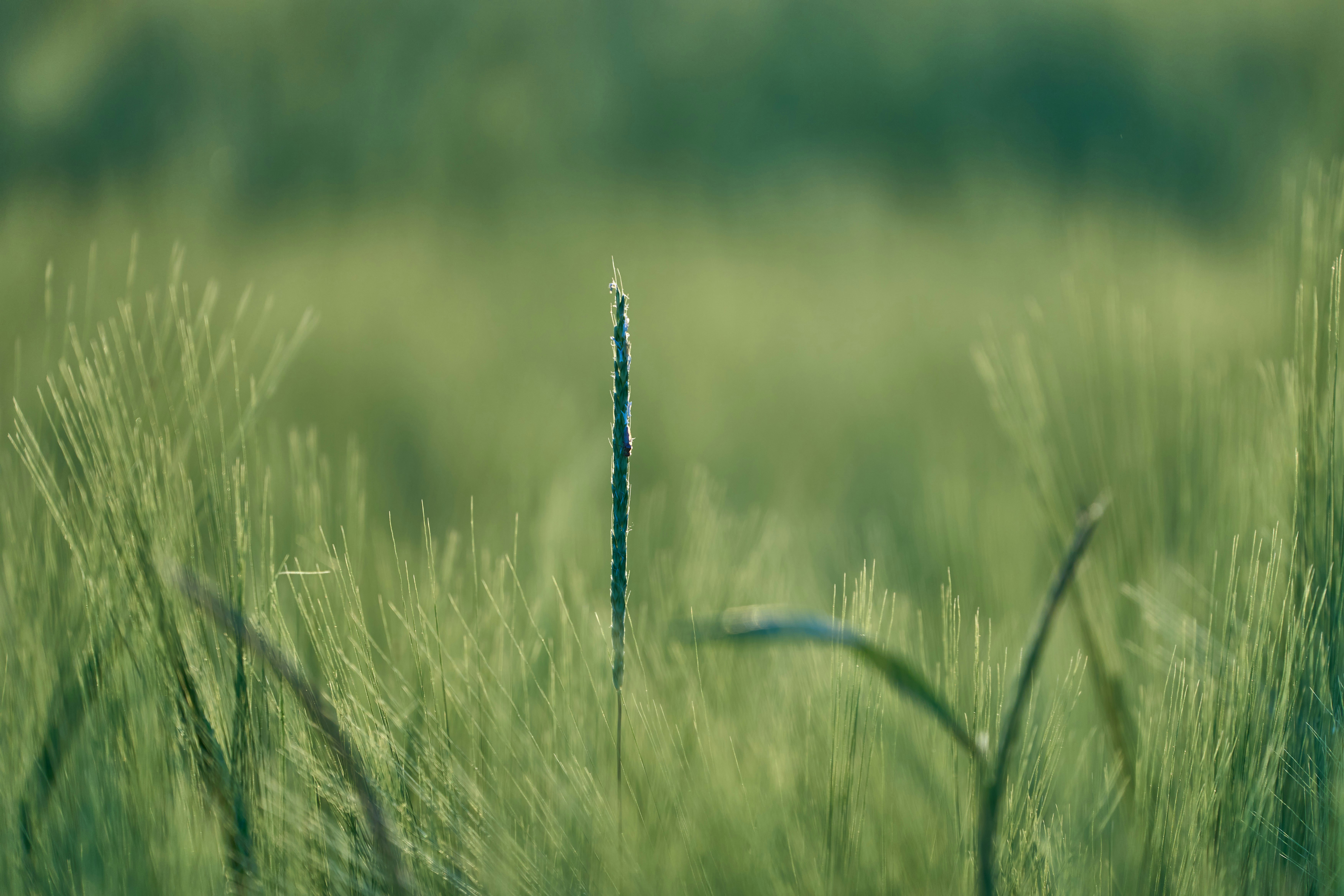 Lone Grass Spike in Velvet Green Field