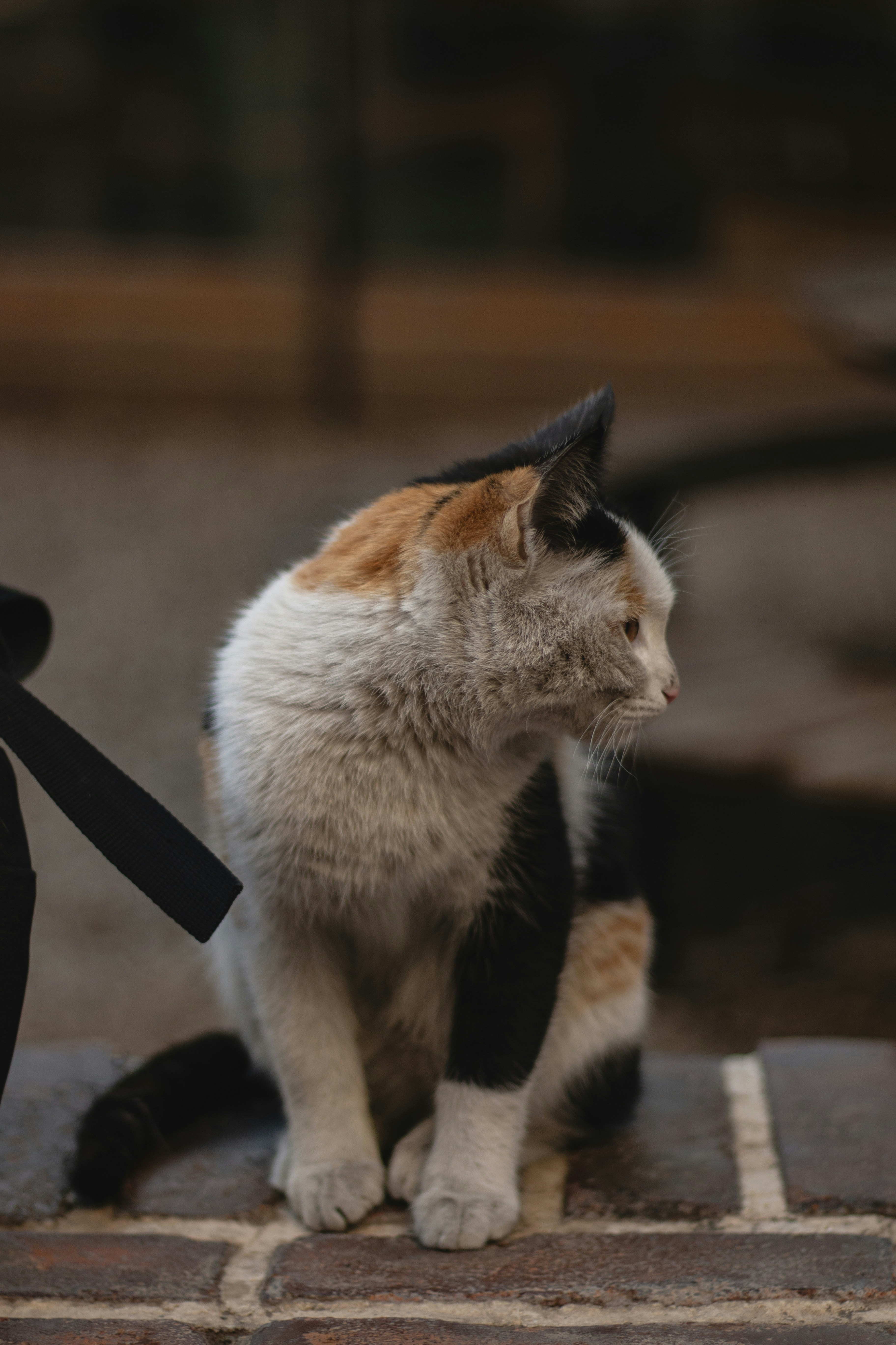 The little cat in the cafe yard