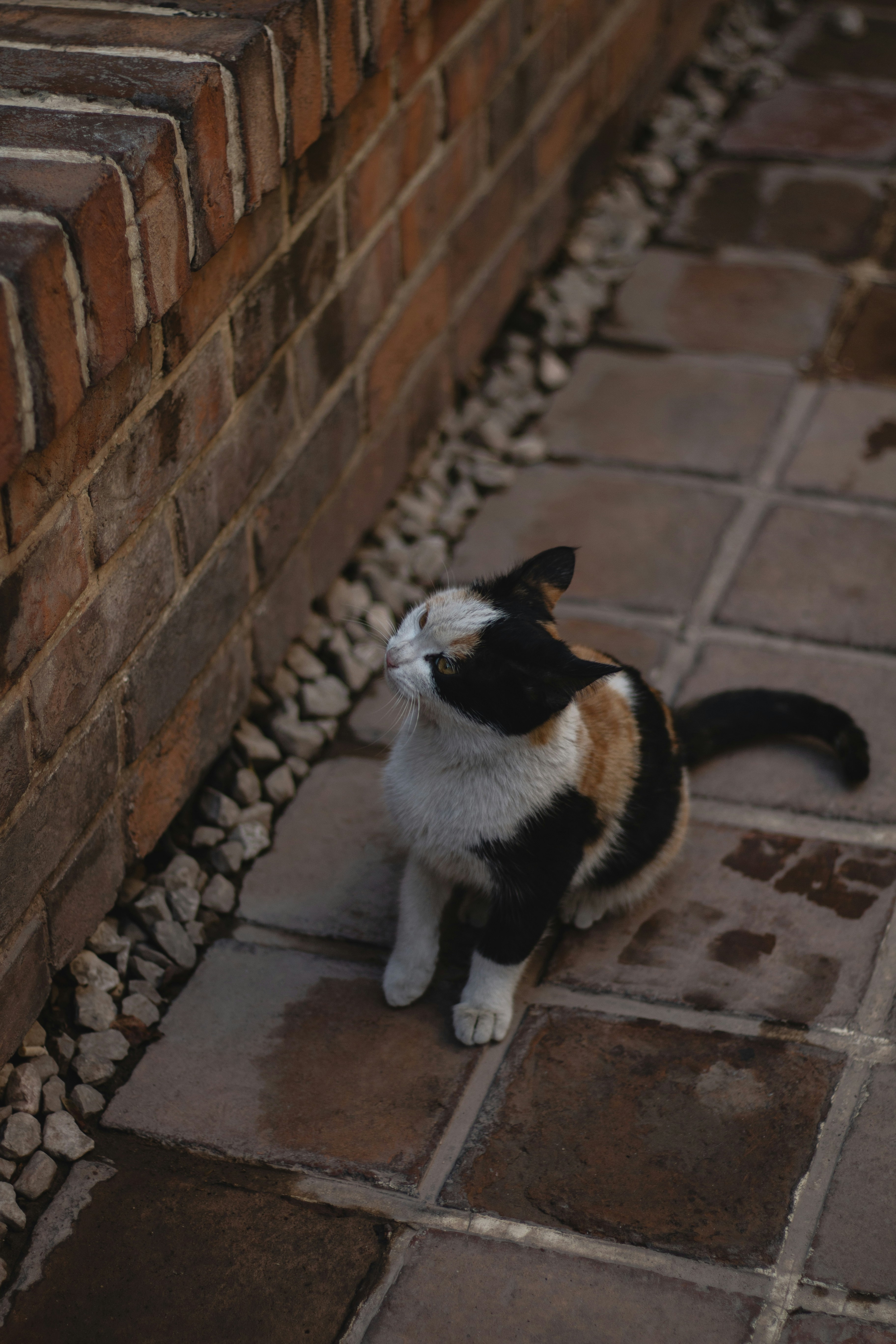 A black, white and orange cat sitting on a brick walkway photo – Free ...