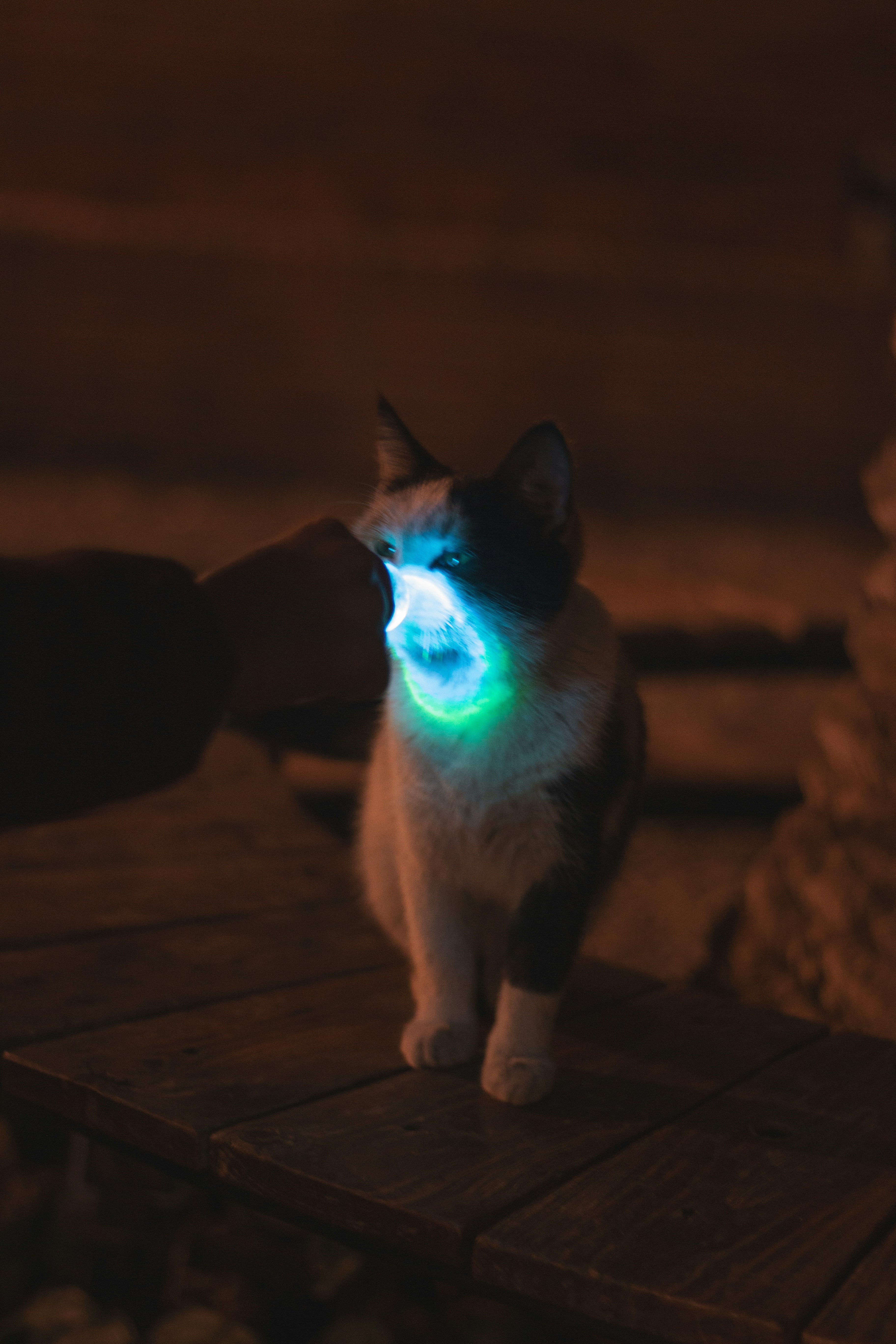 Glowing Whiskers: A Nighttime Kitty Illuminated by a Neon Orb