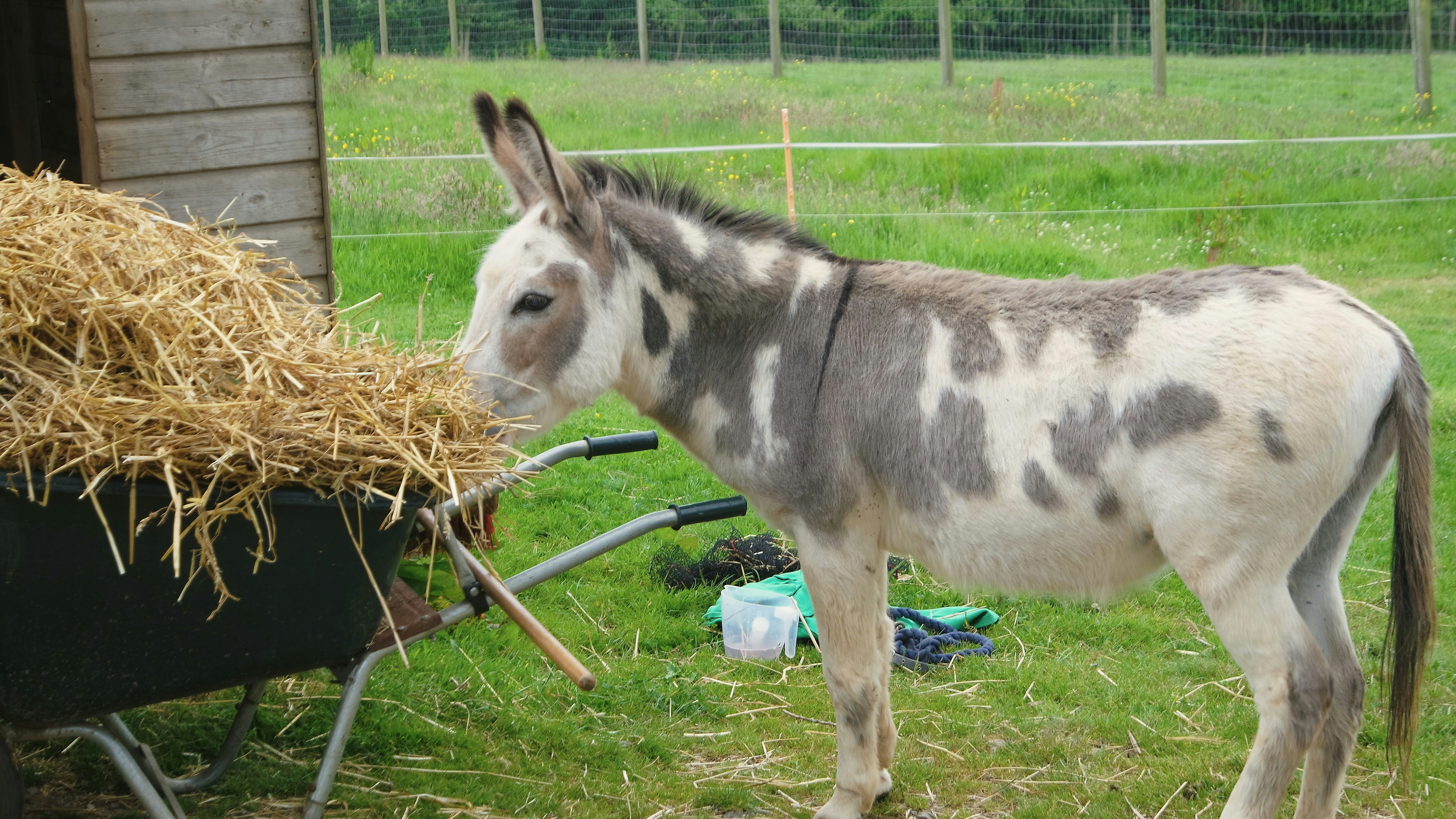 Gentle Encounter in the Pasture