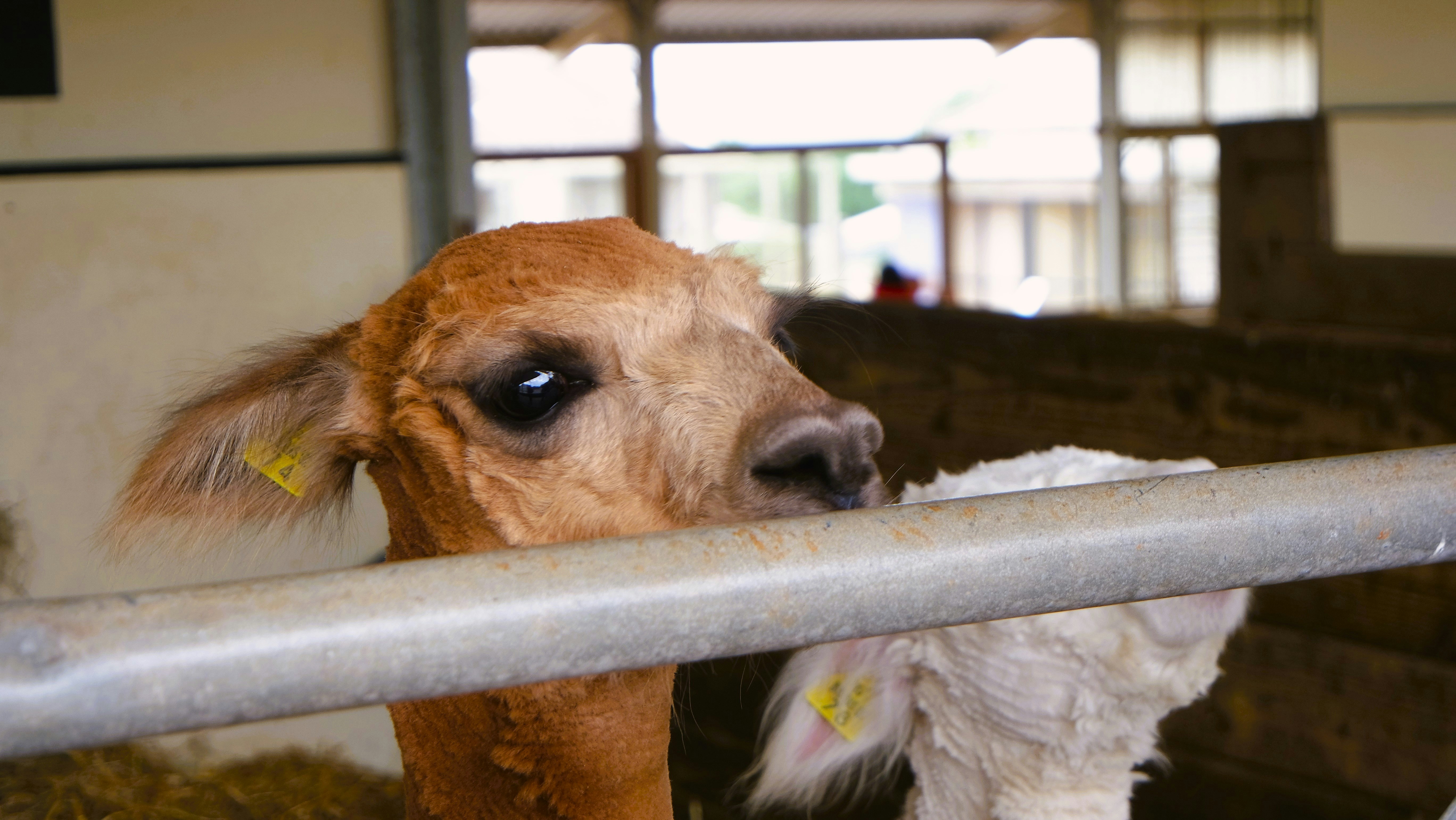 Curious Gaze Over the Barn Rail