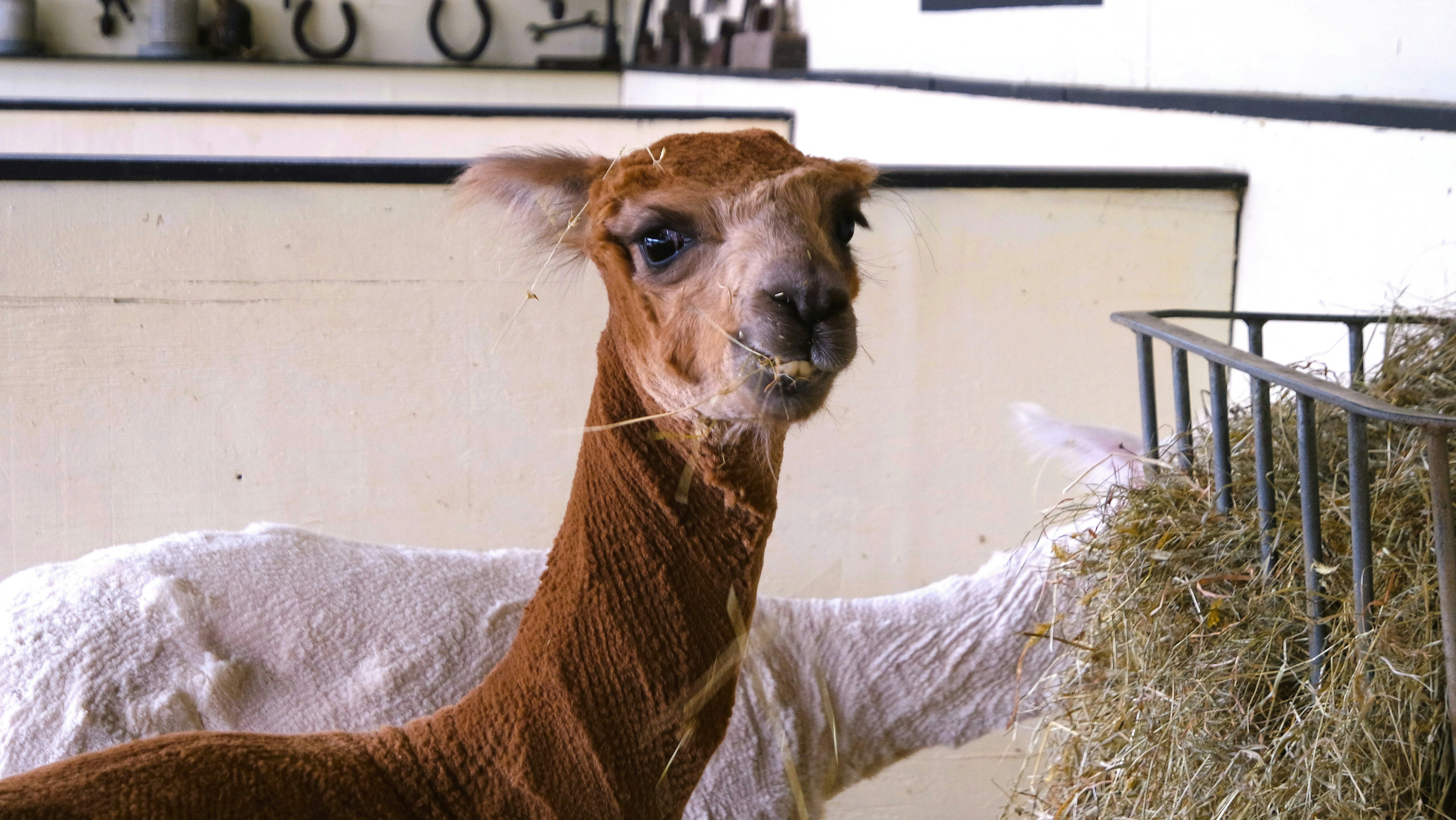 Curious Llama Gaze in a Stable Morning