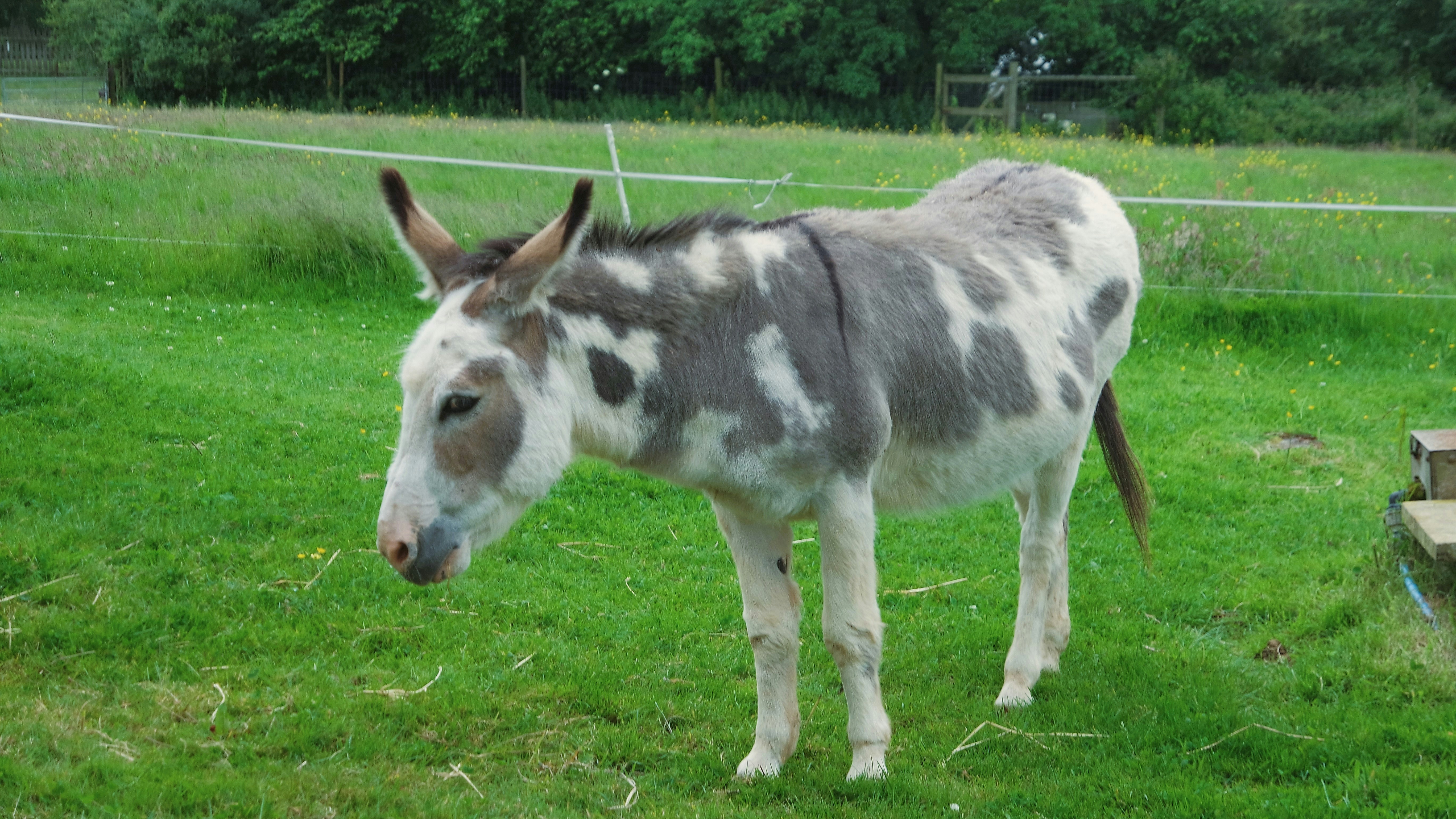 A gray and white donkey standing on top of a lush green field photo ...