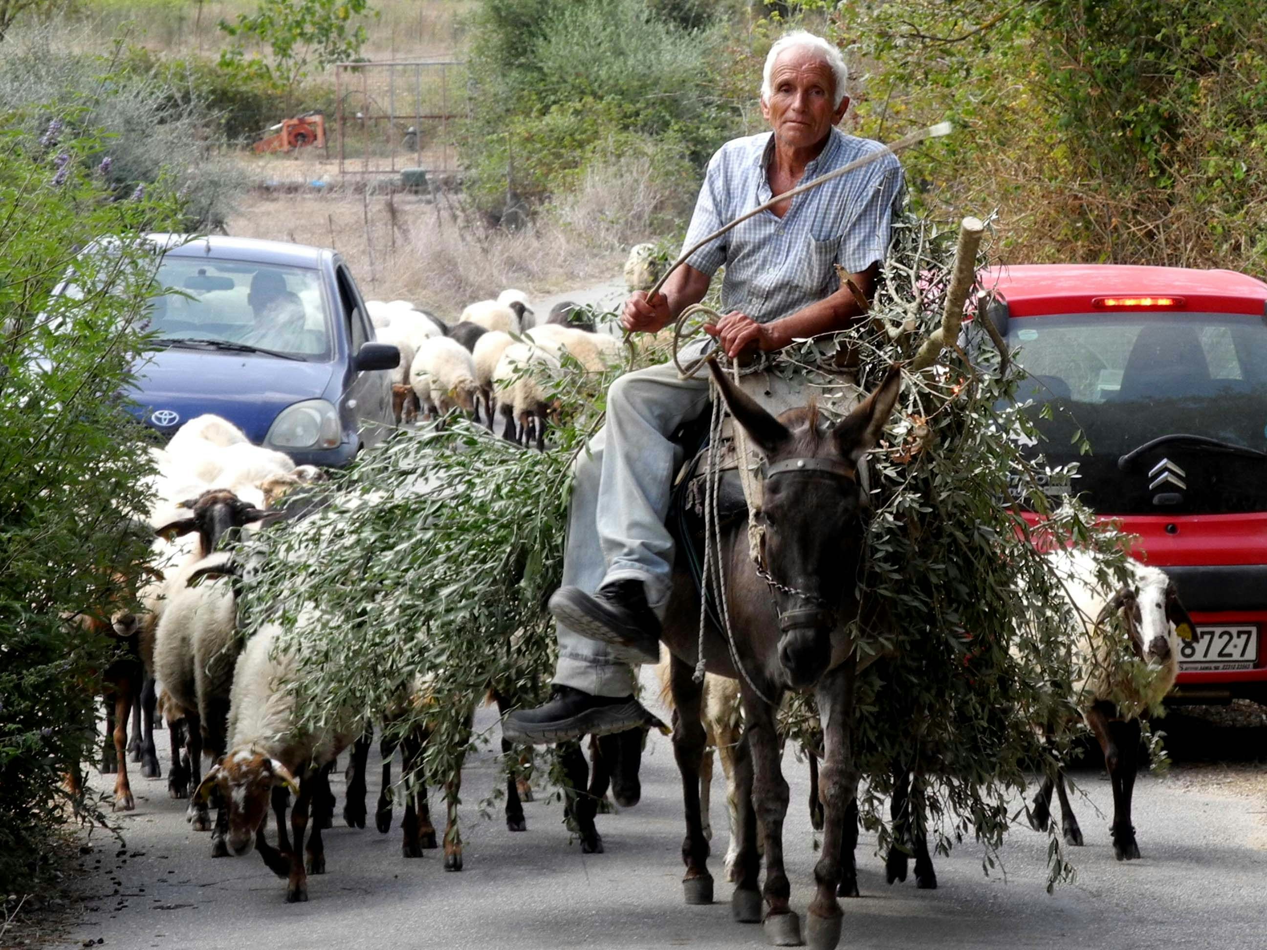 Shepherd on a donkey leads sheep along a rural road flanked by cars and greenery.