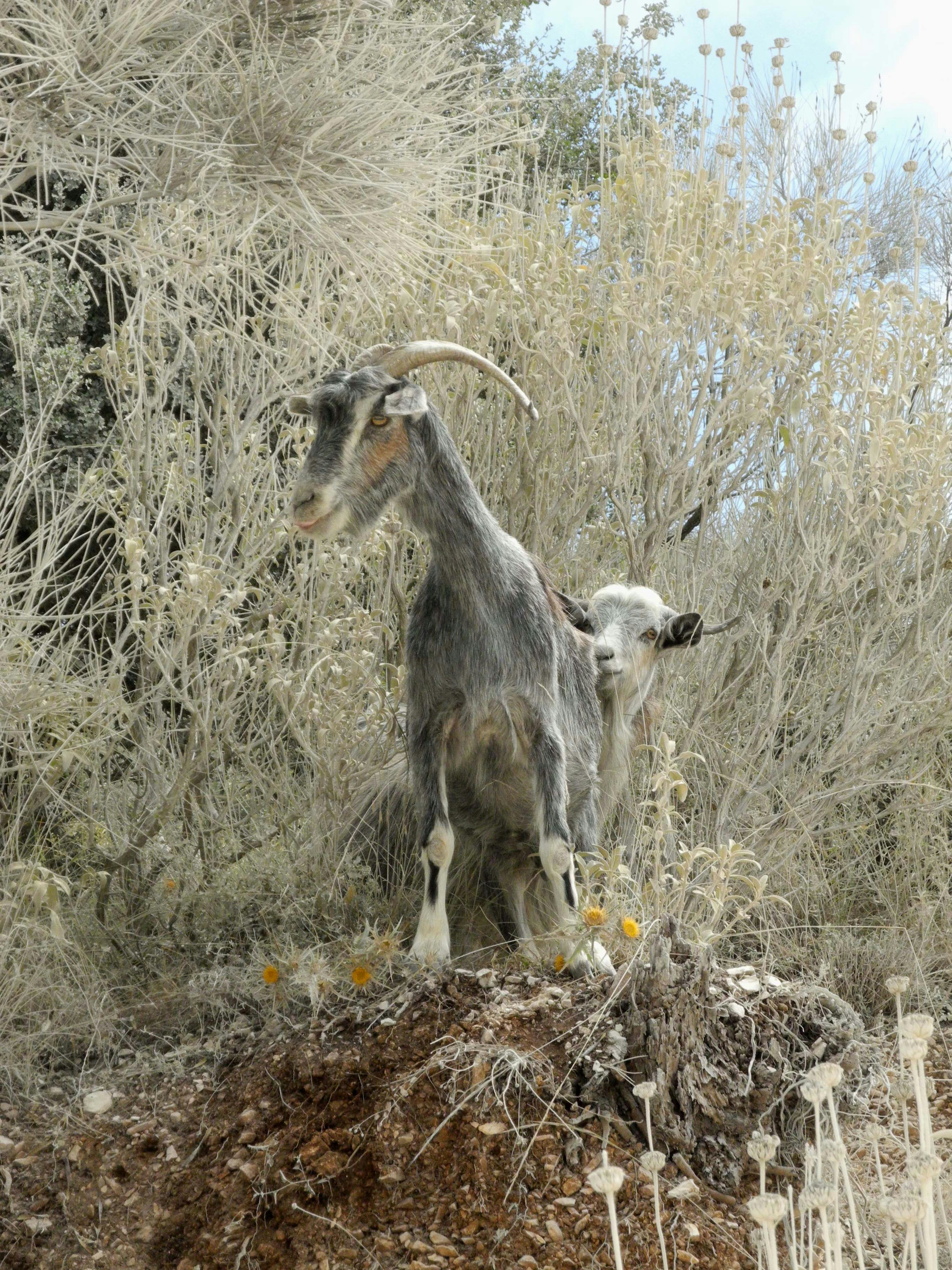 Desert ram with curved horns stands on a dirt mound amid pale, dried scrub. A younger goat peeks from behind, adding a sense of companionship.