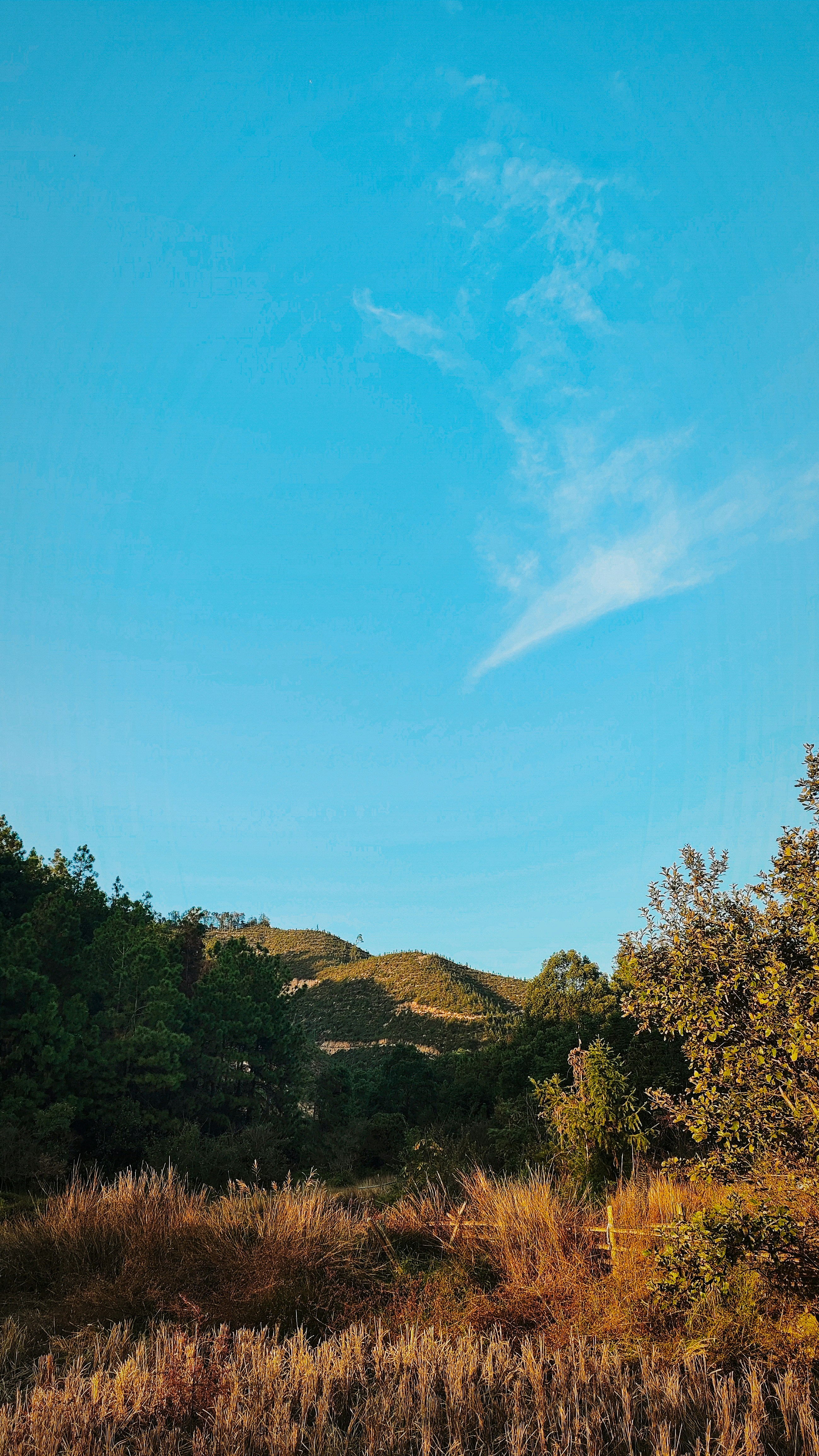 A grassy field with trees and a blue sky in the background