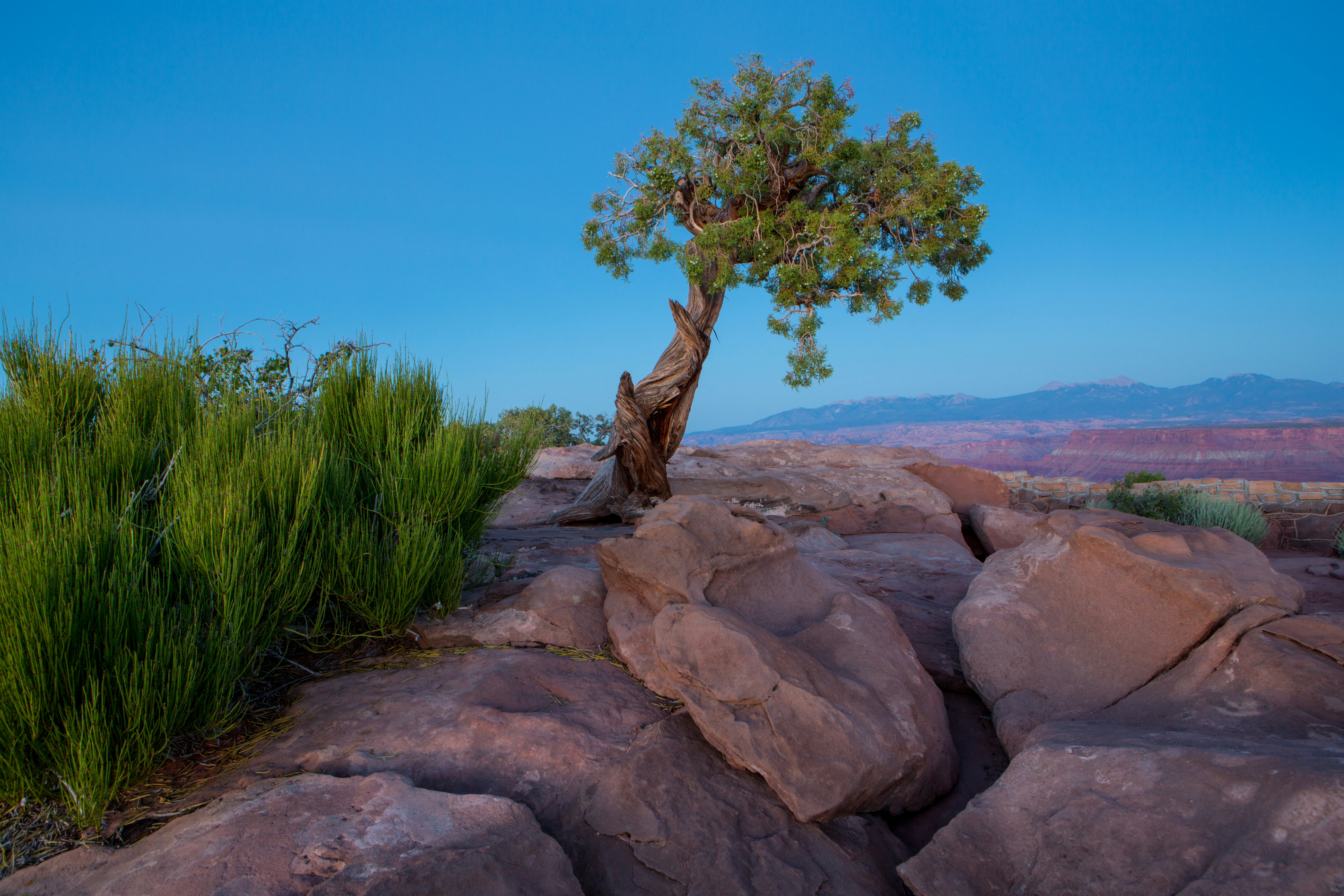 Lone Tree on the Granite Edge: Endurance Above the Desert
