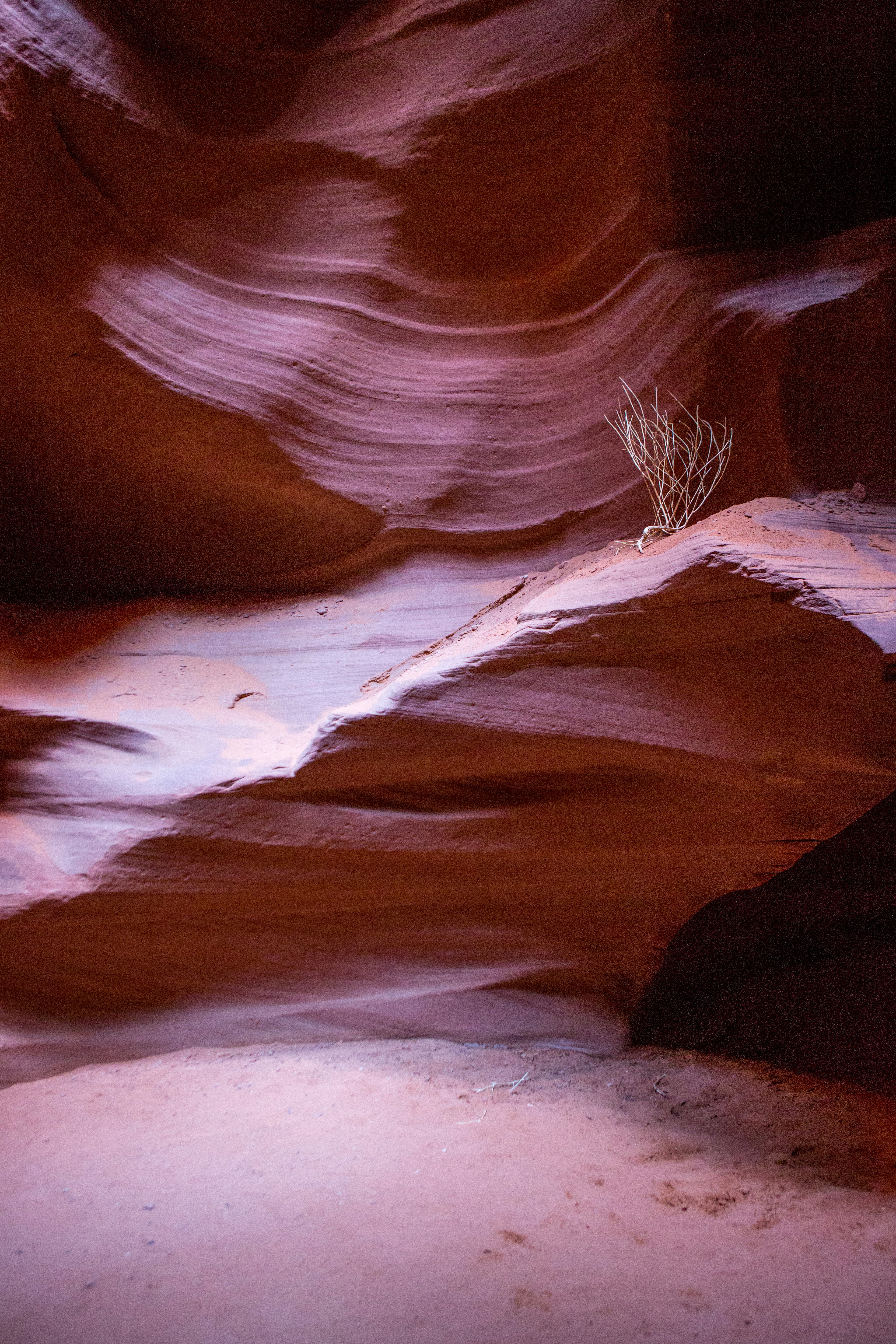 Deserted Branch in Red Canyon Wall