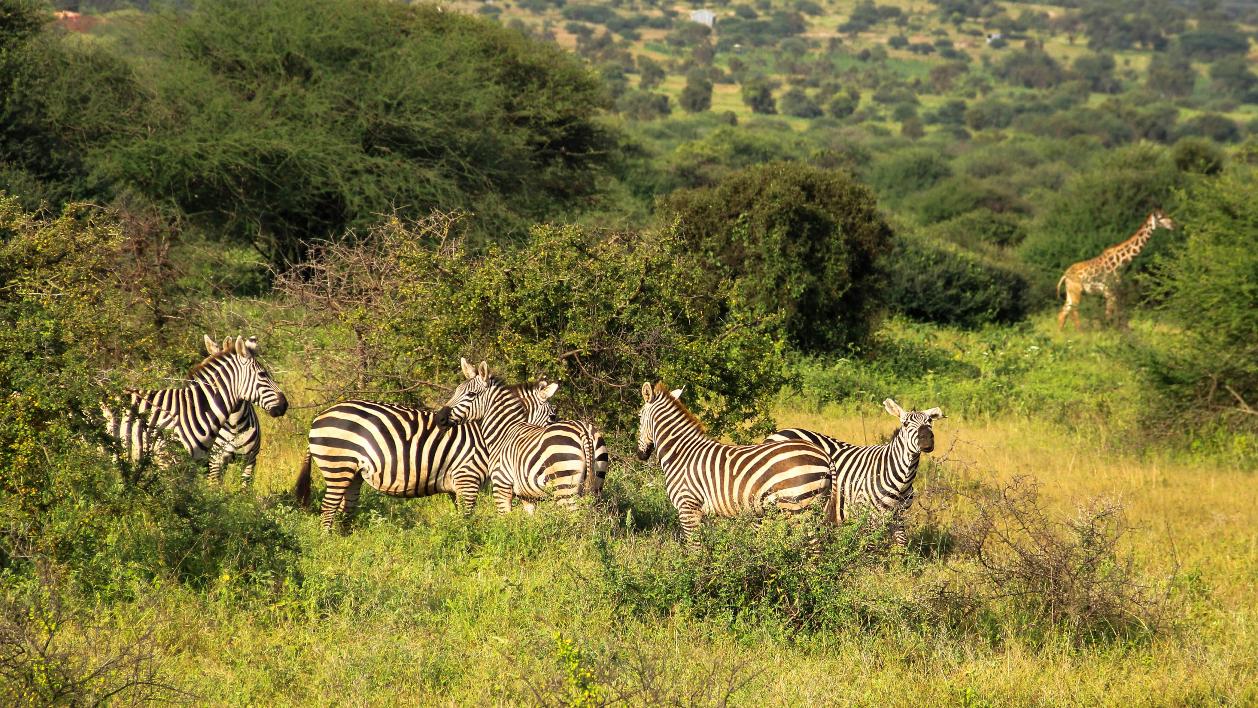 Zebras stand amidst green savannah with a giraffe in the background, their stripes contrasting with the vibrant greenery under warm sunlight.
