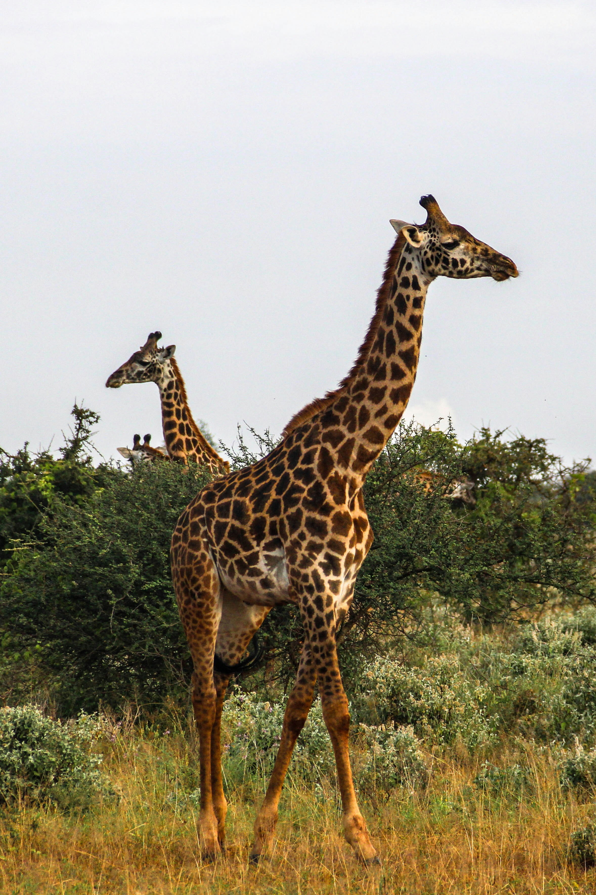 풀로 덮인 들판 위에 서 있는 두 마리의 기린 사진 – Unsplash의 무료 동물 이미지