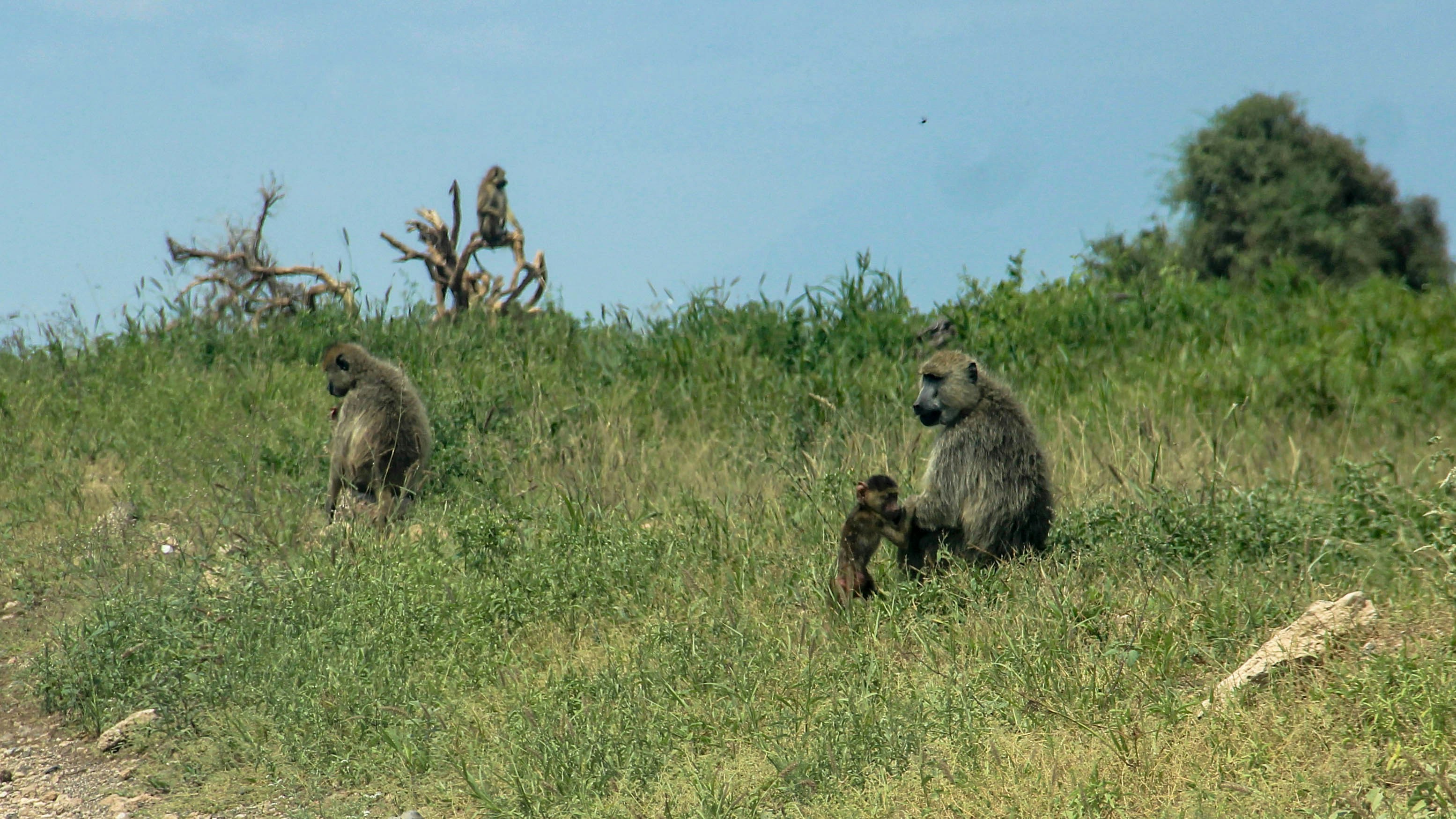 A group of brown bears standing on top of a grass covered hillside ...