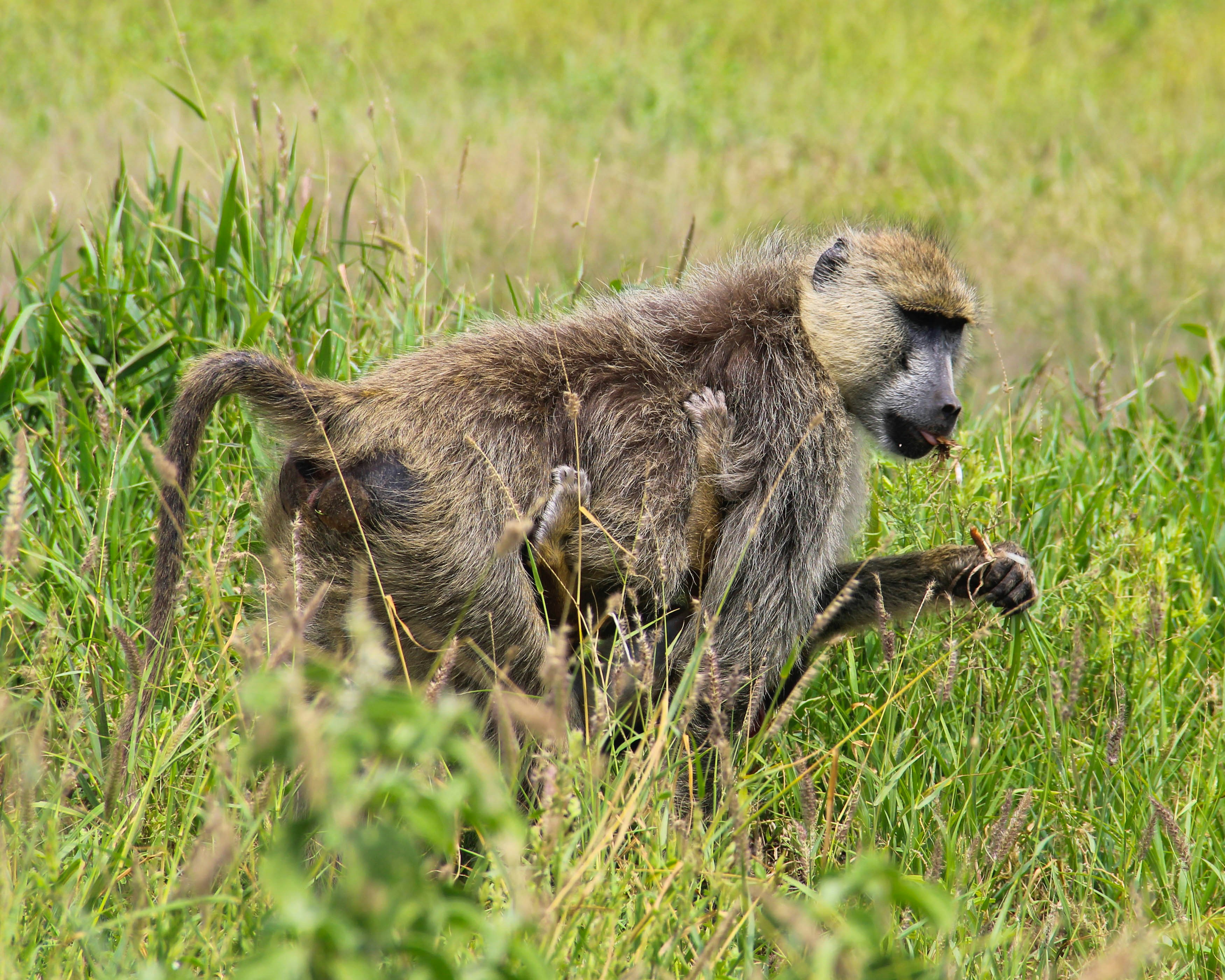 A baboon walking through tall grass in a field photo – Free Kenya Image ...