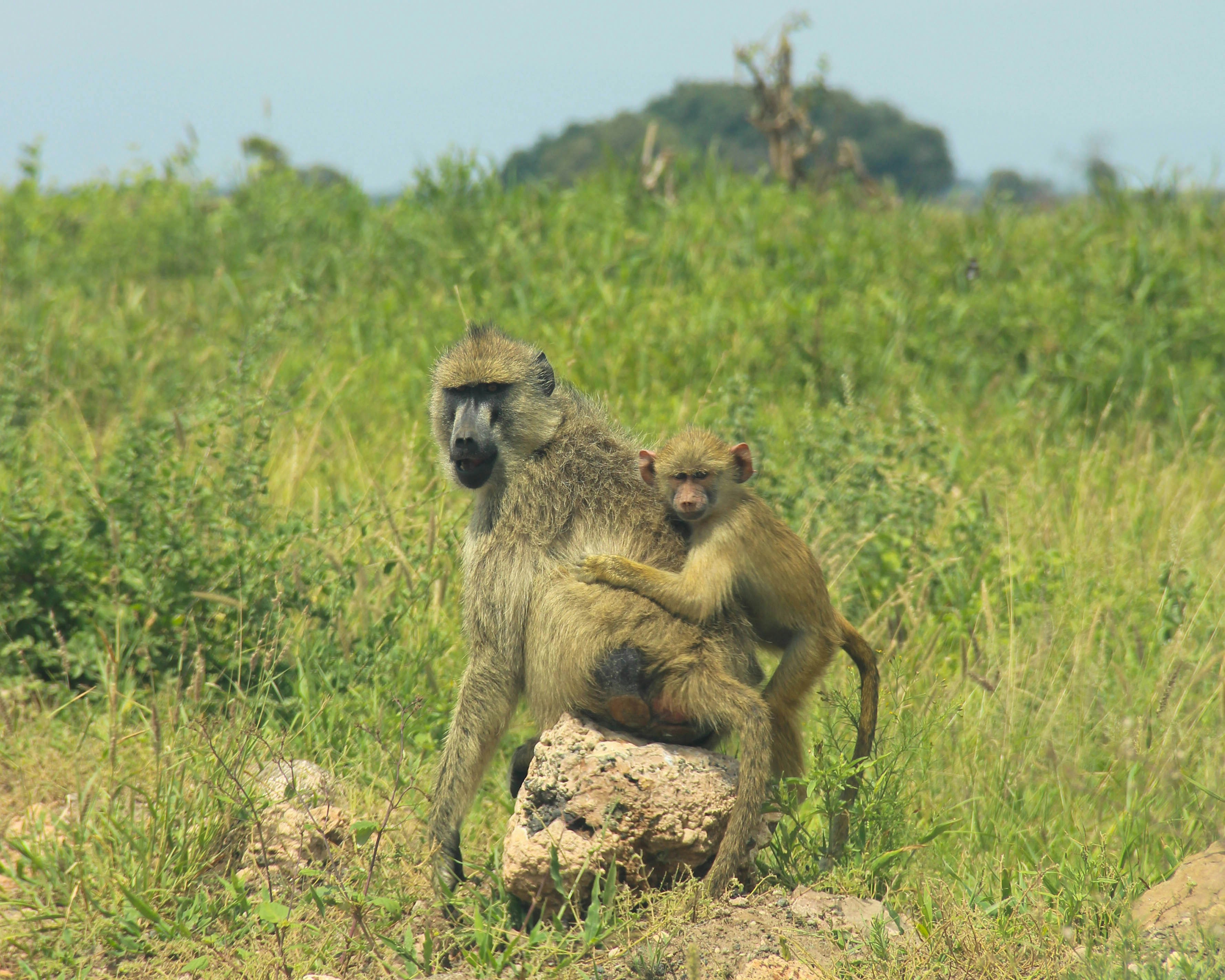 Un mono sentado encima de una roca en un campo foto – Imagen de Kenia ...