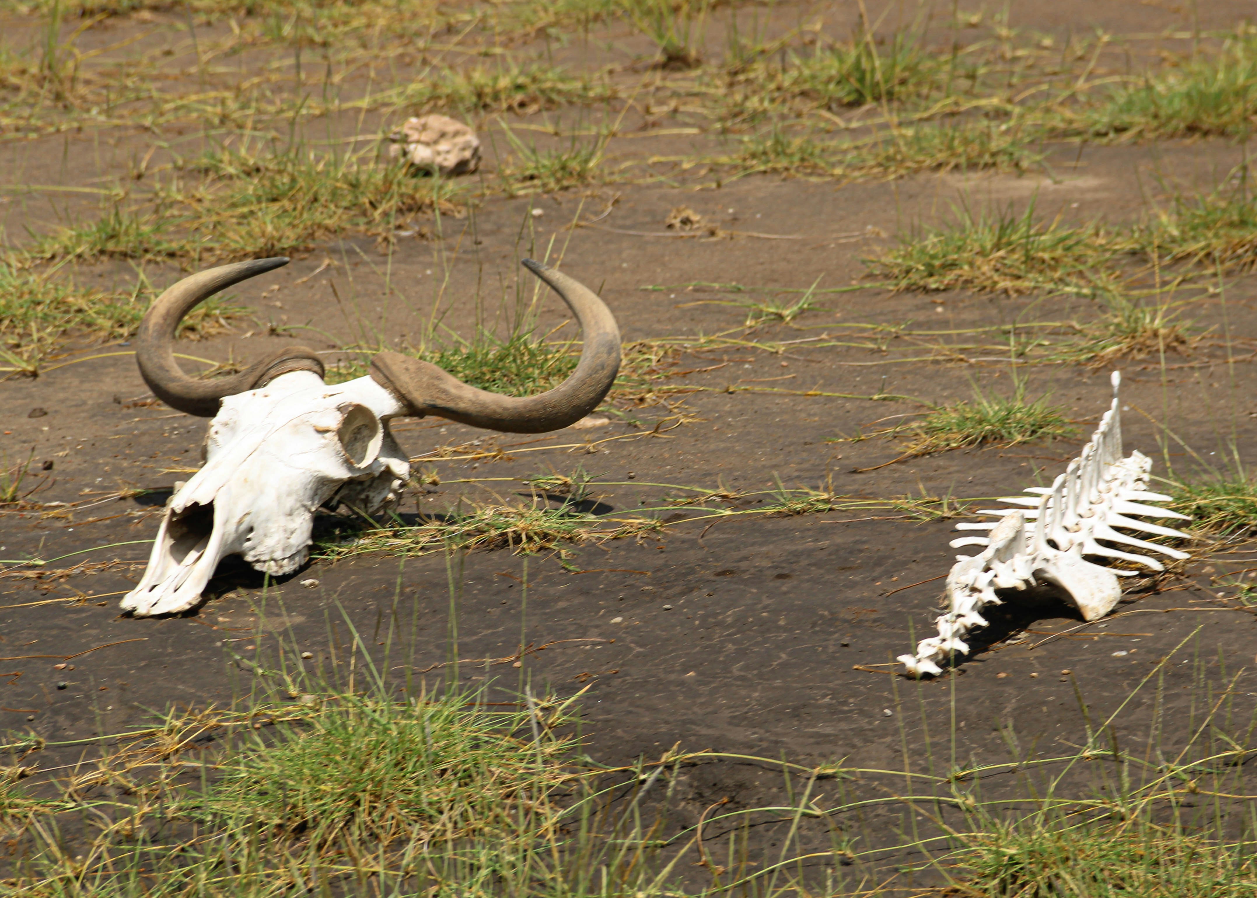 Animal skull and spine resting on dry ground with sparse grass.