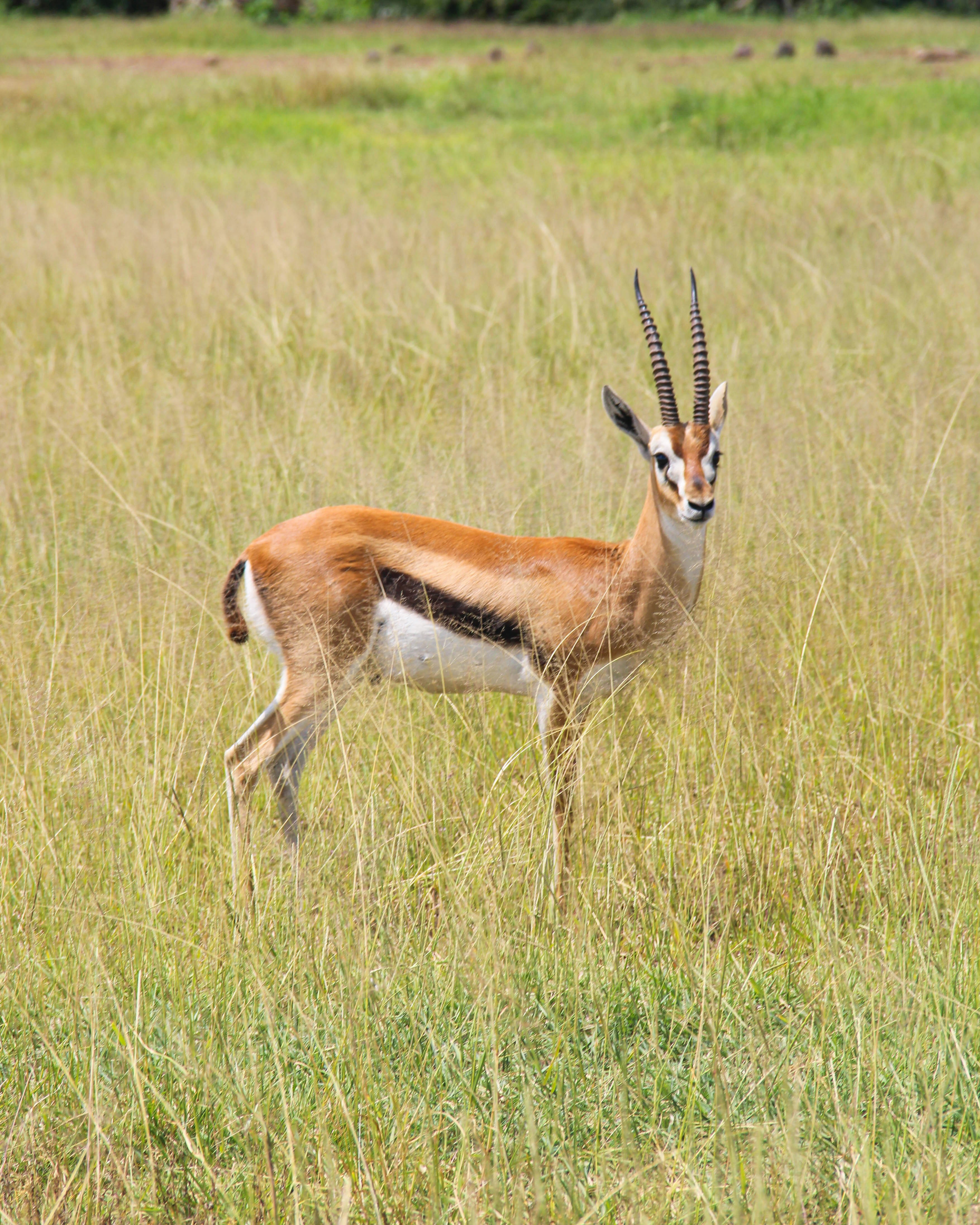 A gazelle standing in a field of tall grass photo – Free Animal Image ...