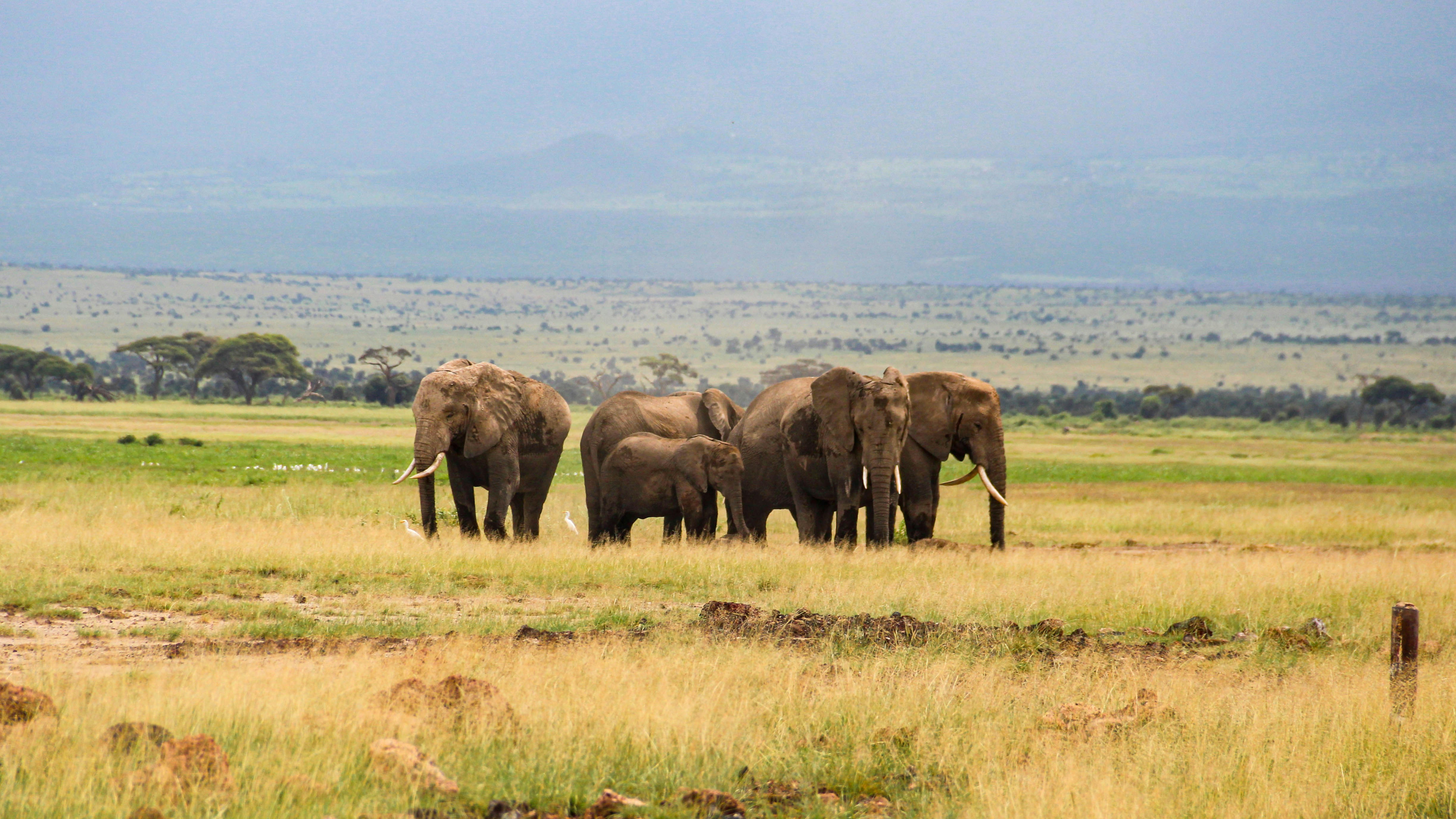 A herd of elephants walking across a grass covered field photo – Free ...