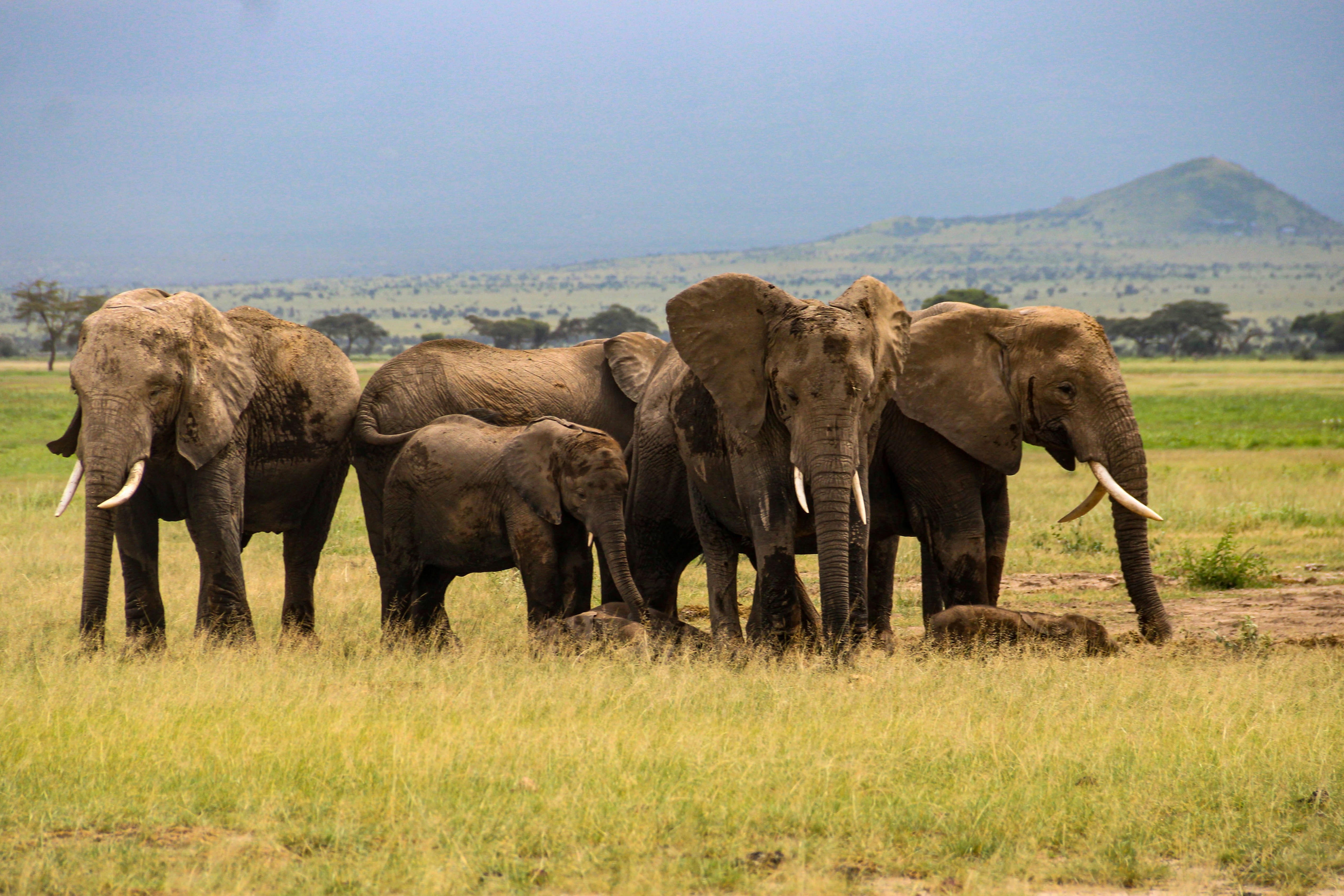 Family of elephants stands together on lush savanna with rolling hills and overcast sky.