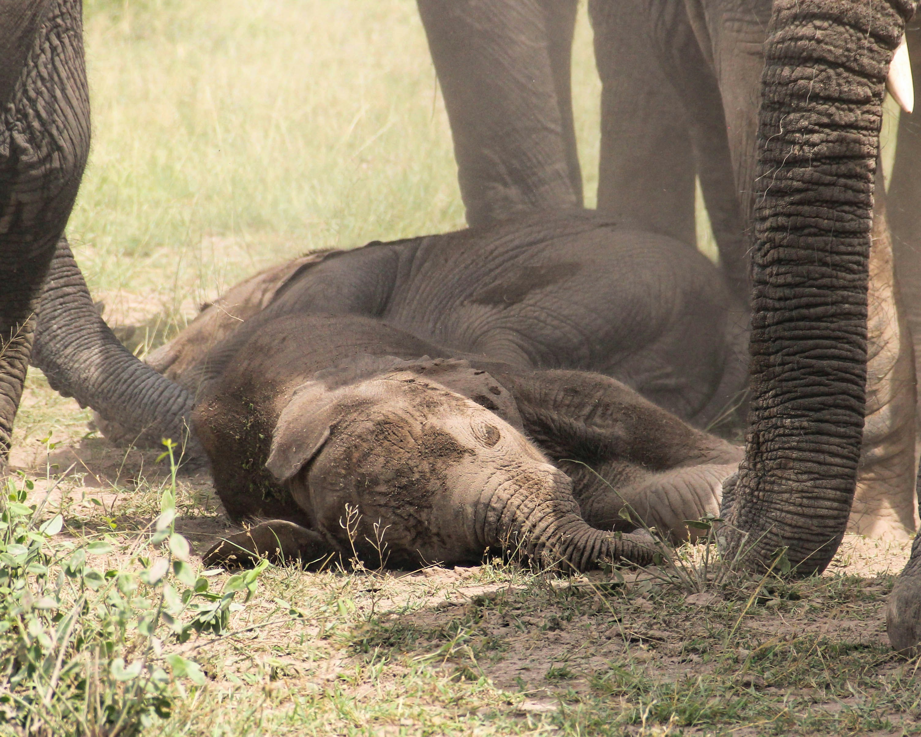 Elephant calf resting among protective adults in a sunlit grassy field.