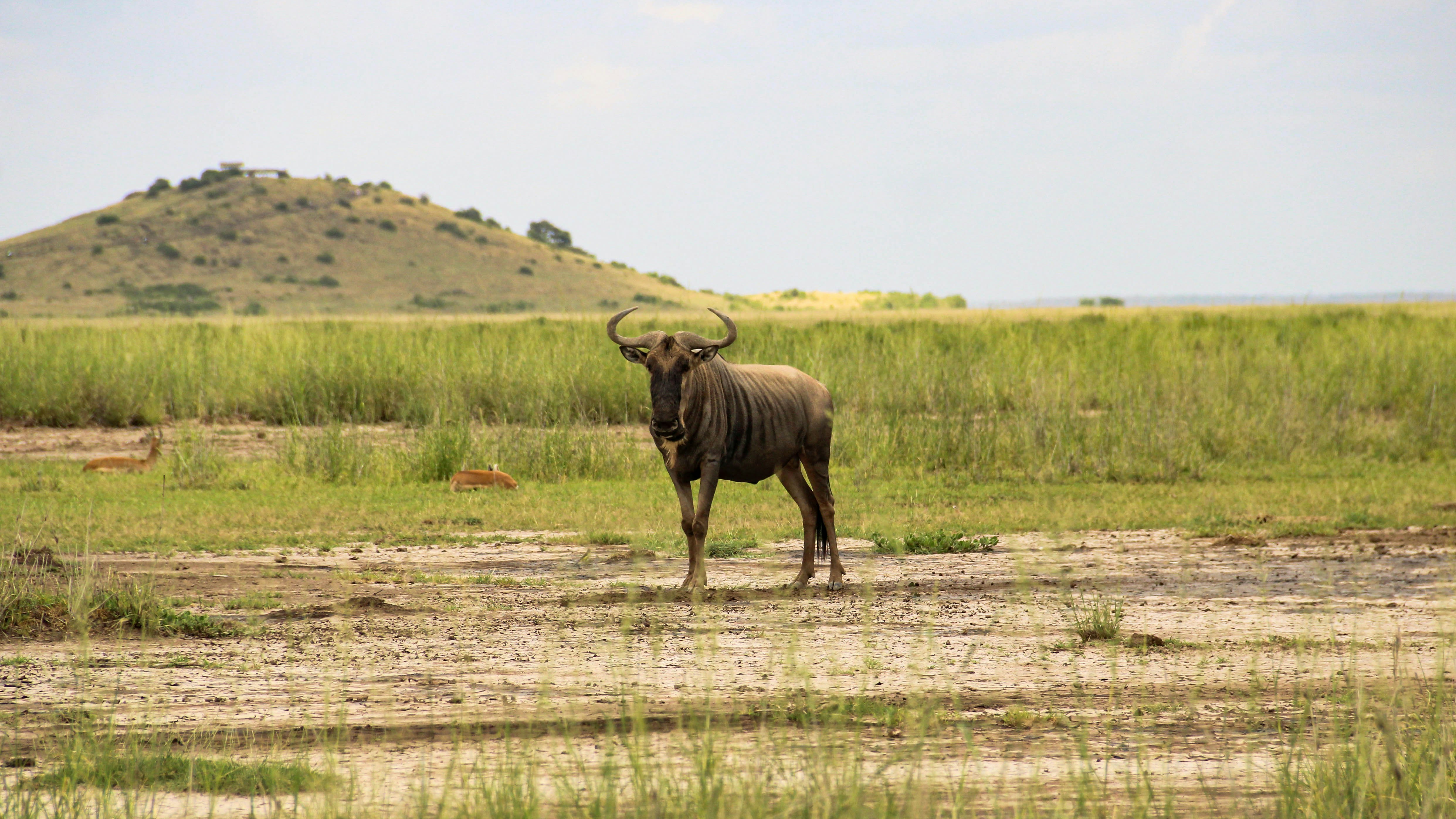 산을 배경으로 들판에 서 있는 누우 사진 – Unsplash의 무료 동물 이미지
