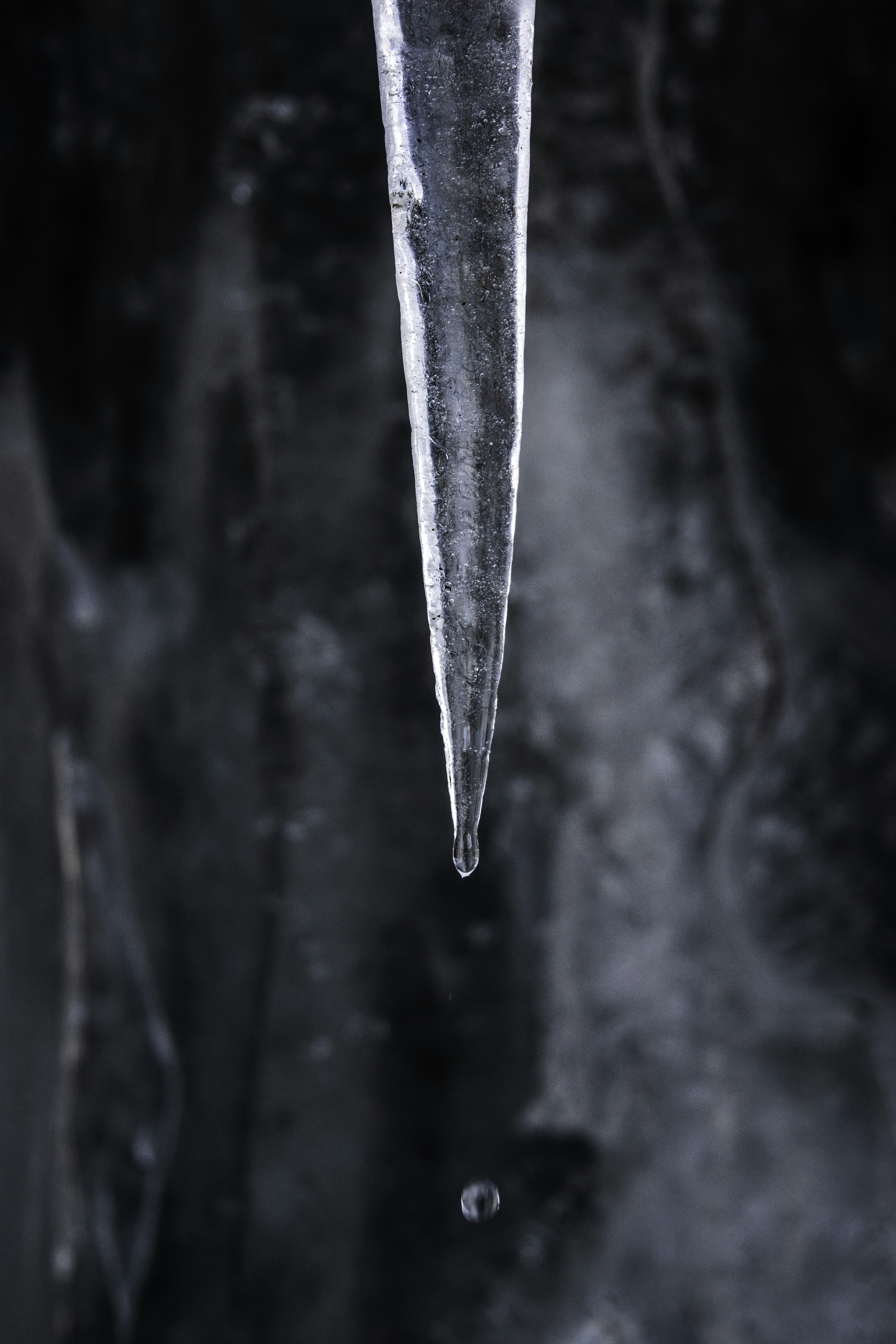 A frozen icicle hanging from the side of a tree photo – Free Winter ...