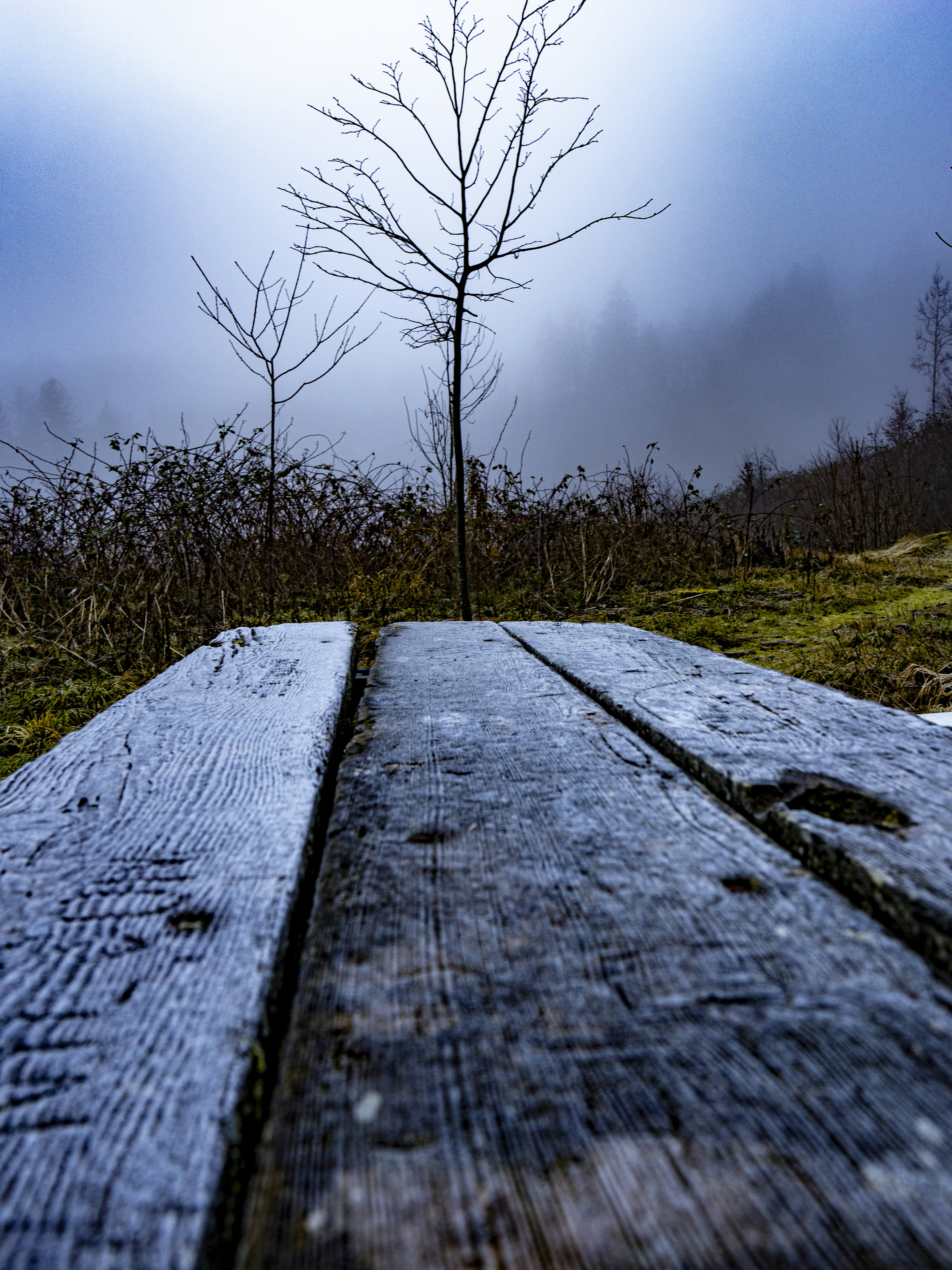 Winter's Edge: A Single Birch and Weathered Planks