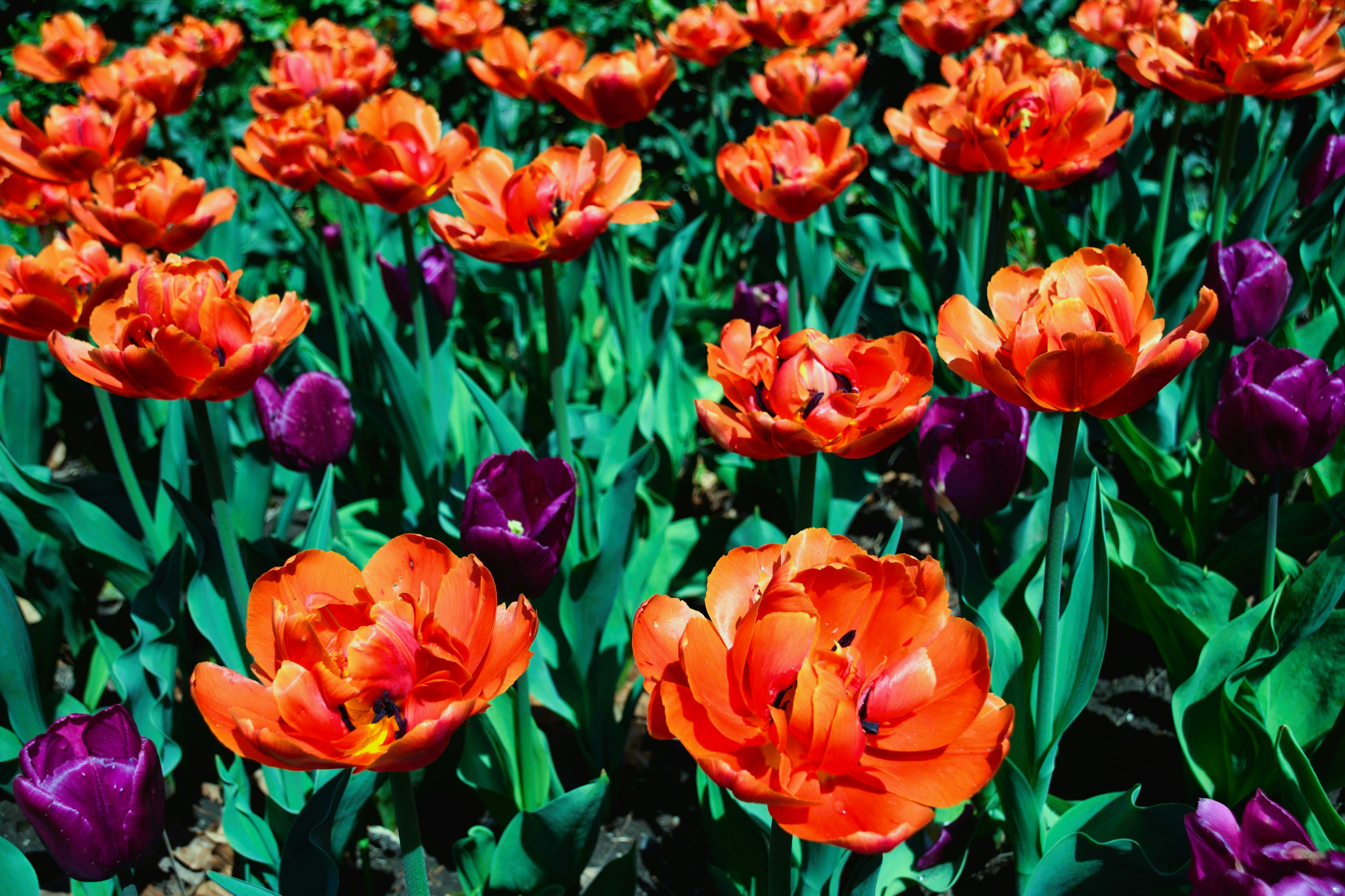 Flame-Tipped Tulips Amid Indigo Buds in a Verdant Sea
