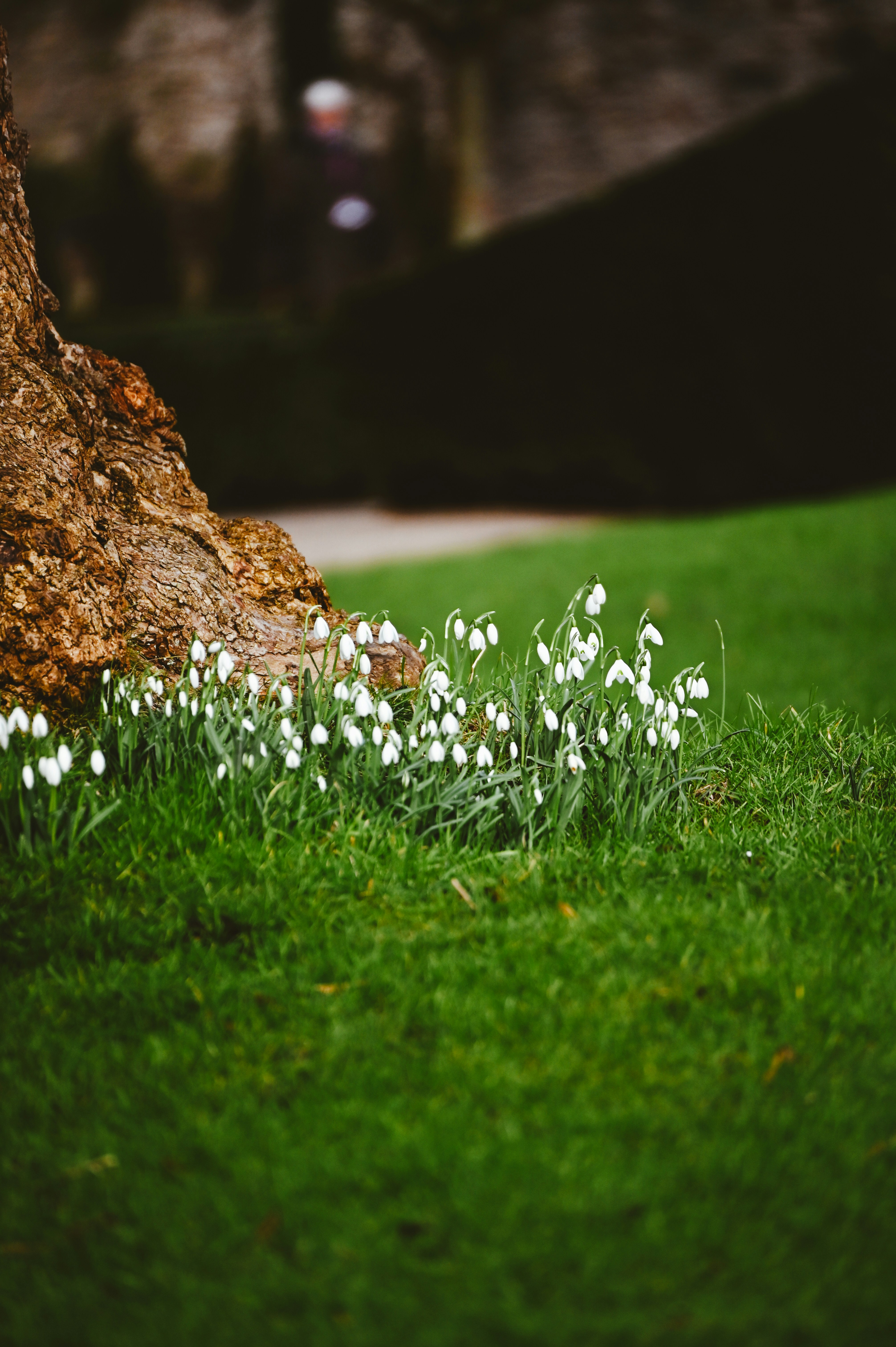 Wallpaper Tree Grass Flower
