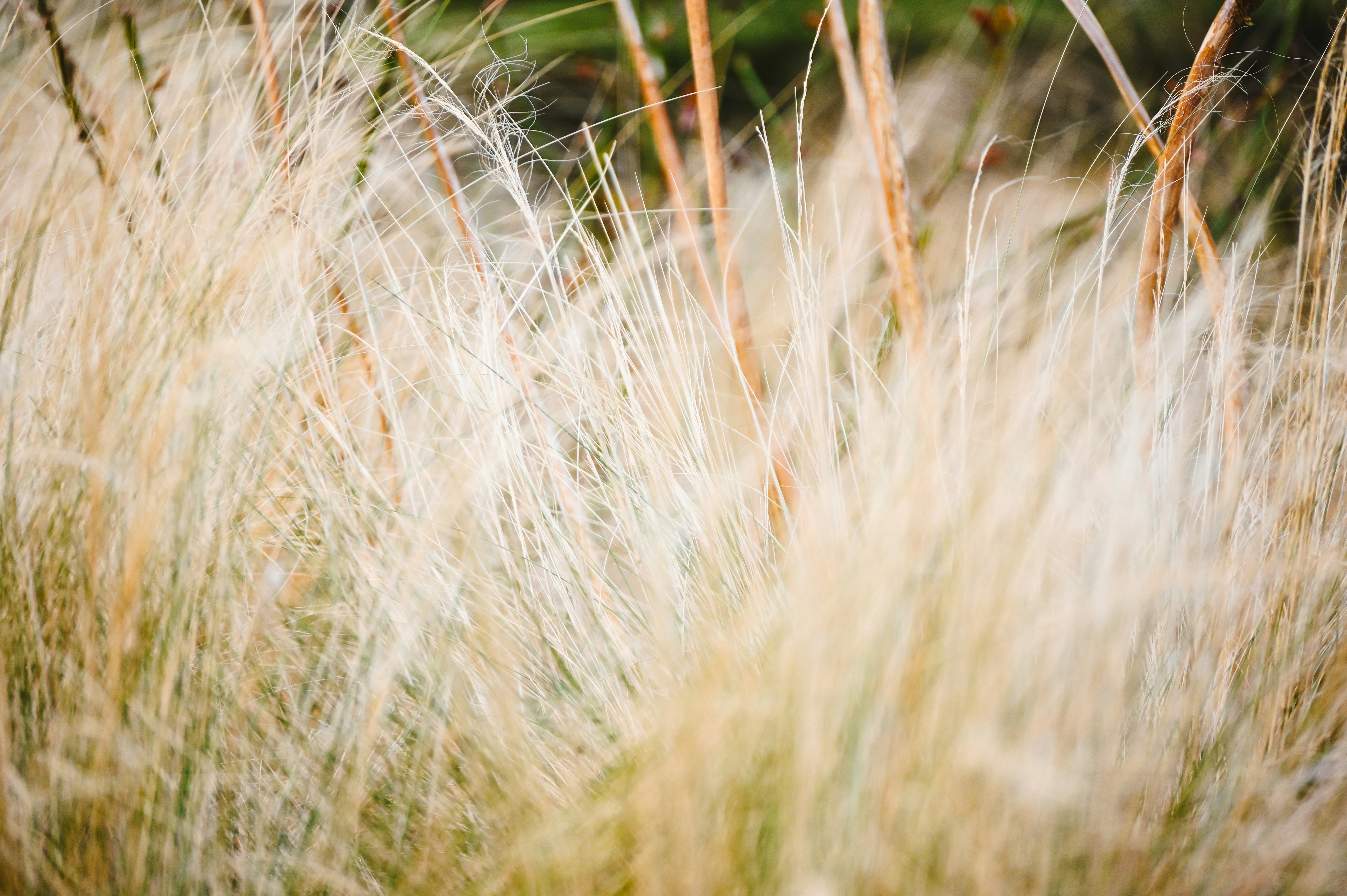 Tall, wispy grasses sway gently against a blurred backdrop of earthy tones.
