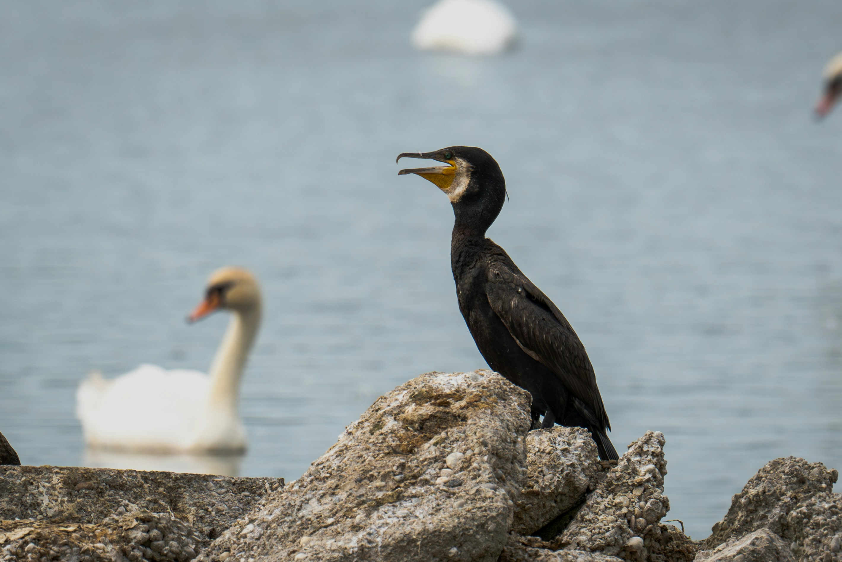 Cormorant perched on rocks with a swan in the blurred background on a calm water surface.