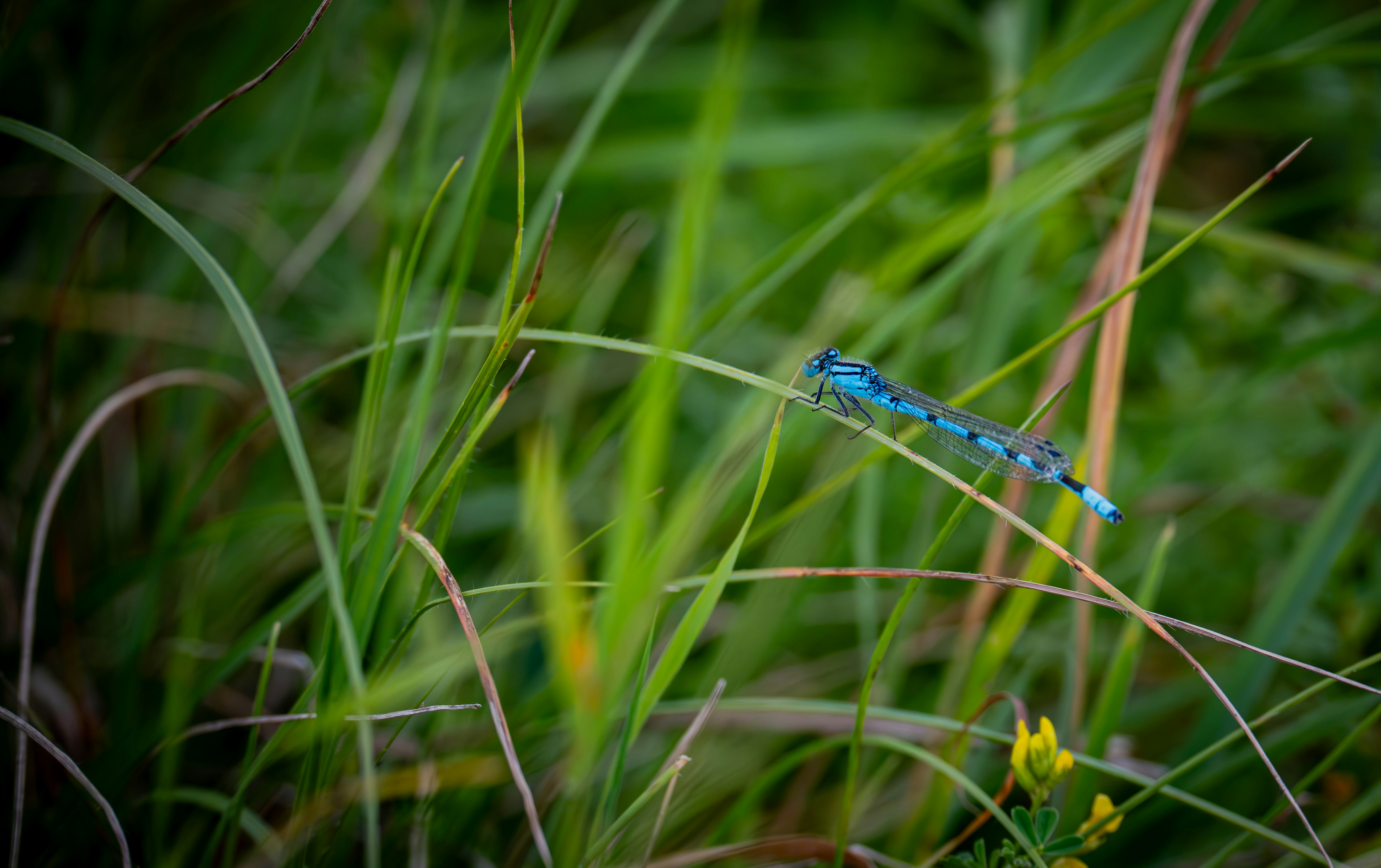 Blue dragonfly perched on a slender grass stem amidst vibrant green foliage.