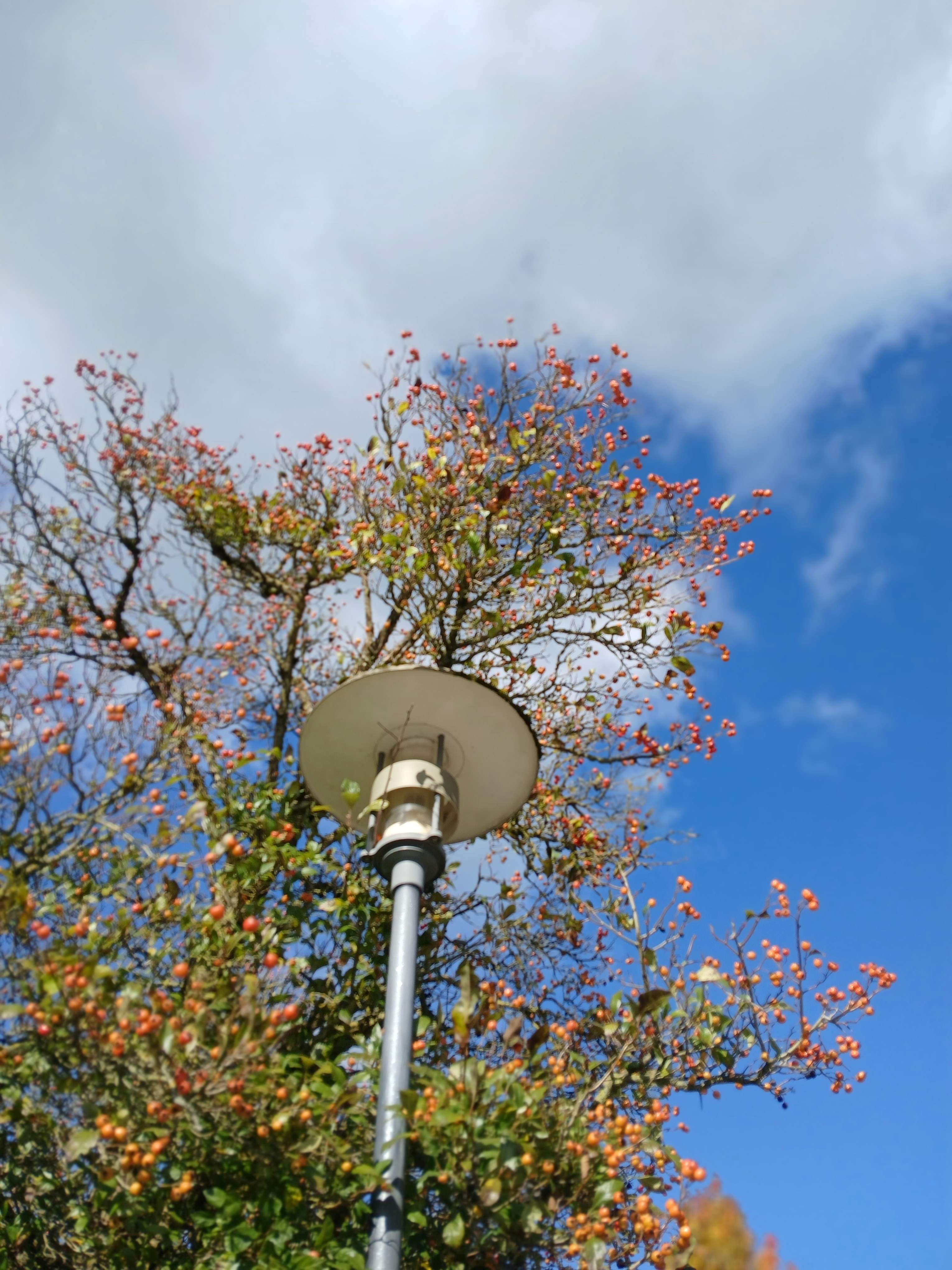 Tree with red fruits against a blue sky with clouds. Lantern in the foreground.